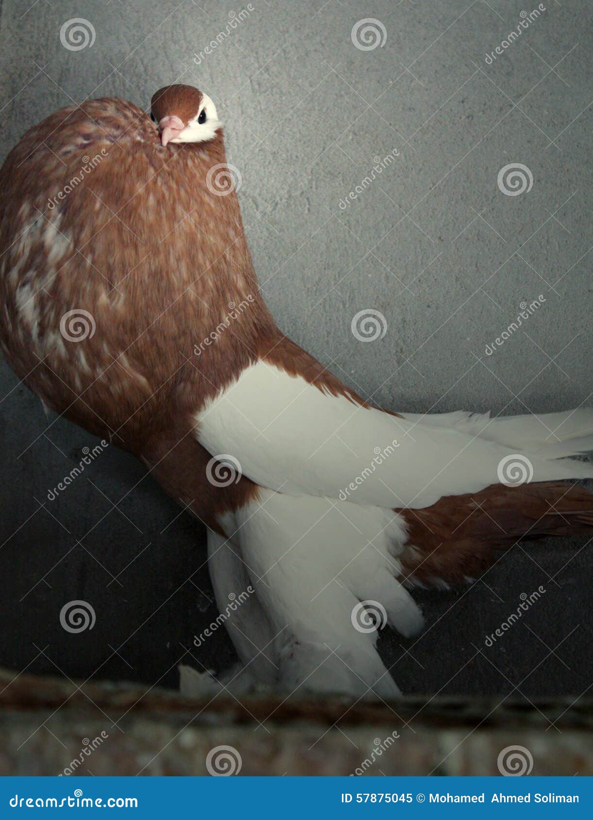 Pigeon bird stock image. Image of bird, pouter, ball - 57875045