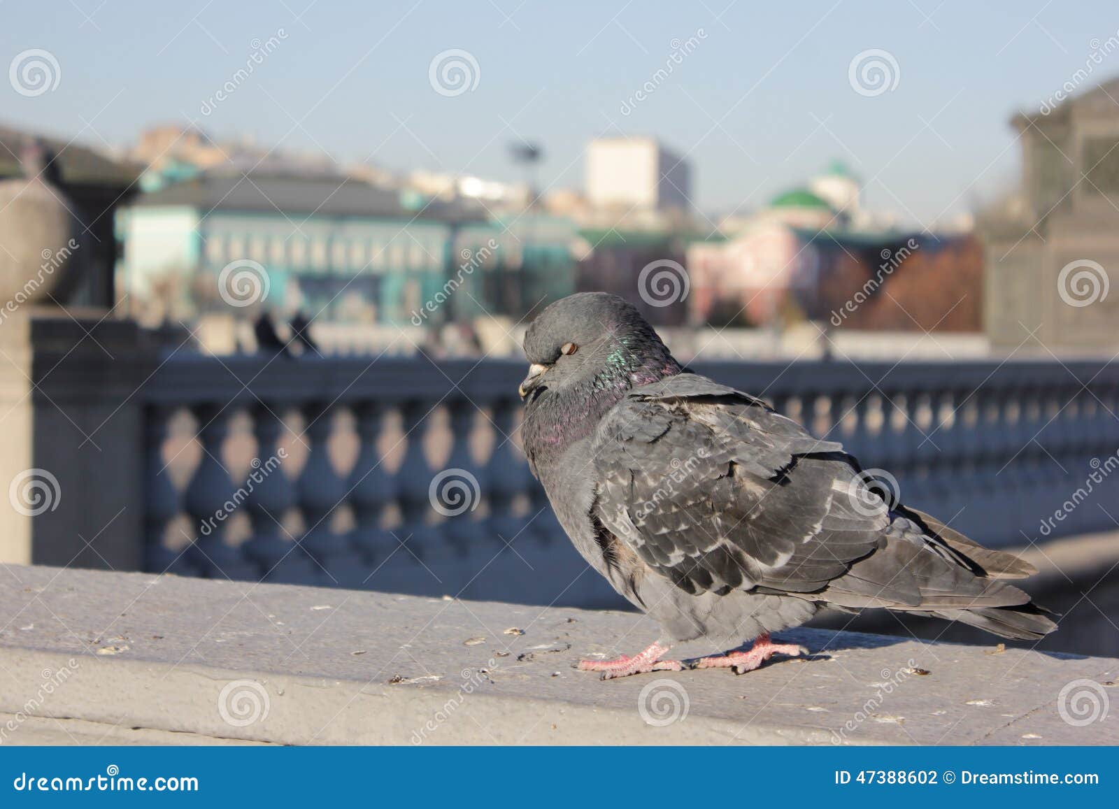 Pigeon stock photo. Image of russia, bird, pigeon, moscow - 47388602
