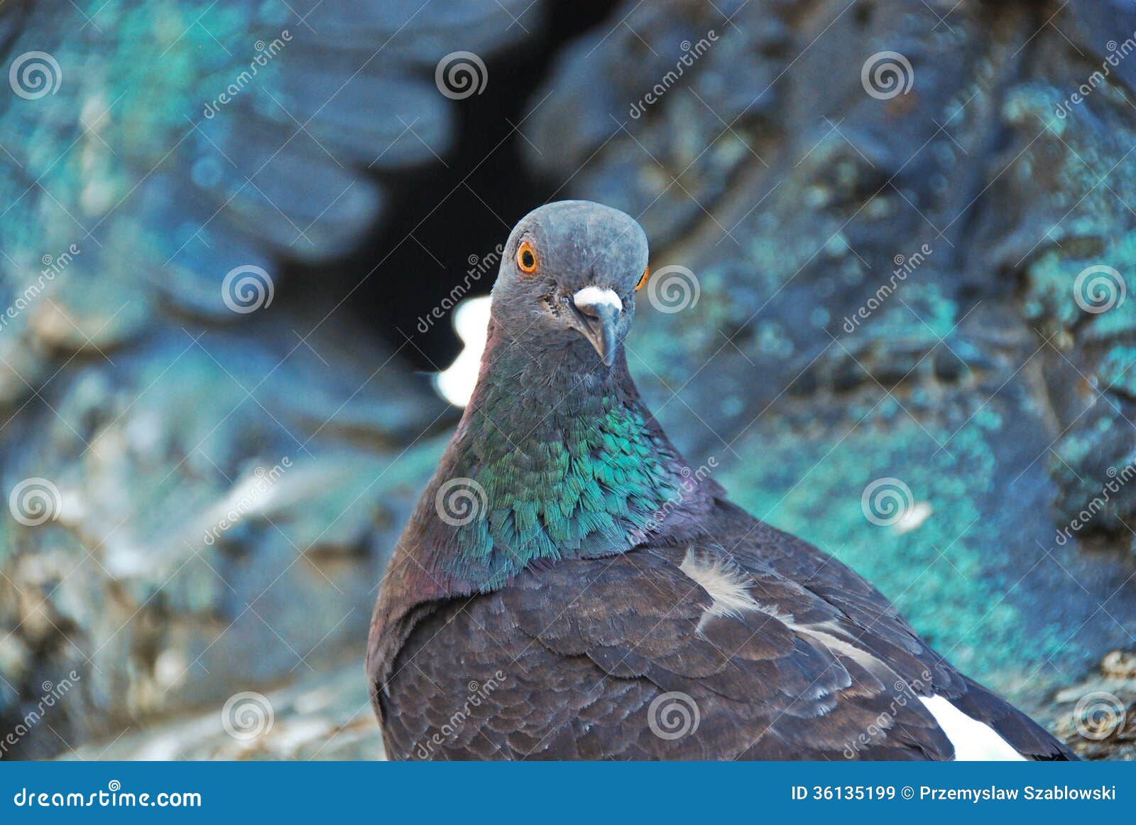 Pigeon stock image. Image of wildlife, nature, copy, outdoors - 36135199