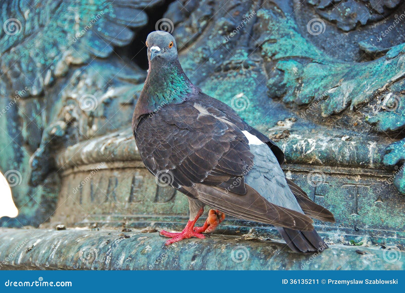 Pigeon stock image. Image of bird, freedom, wild, walking - 36135211