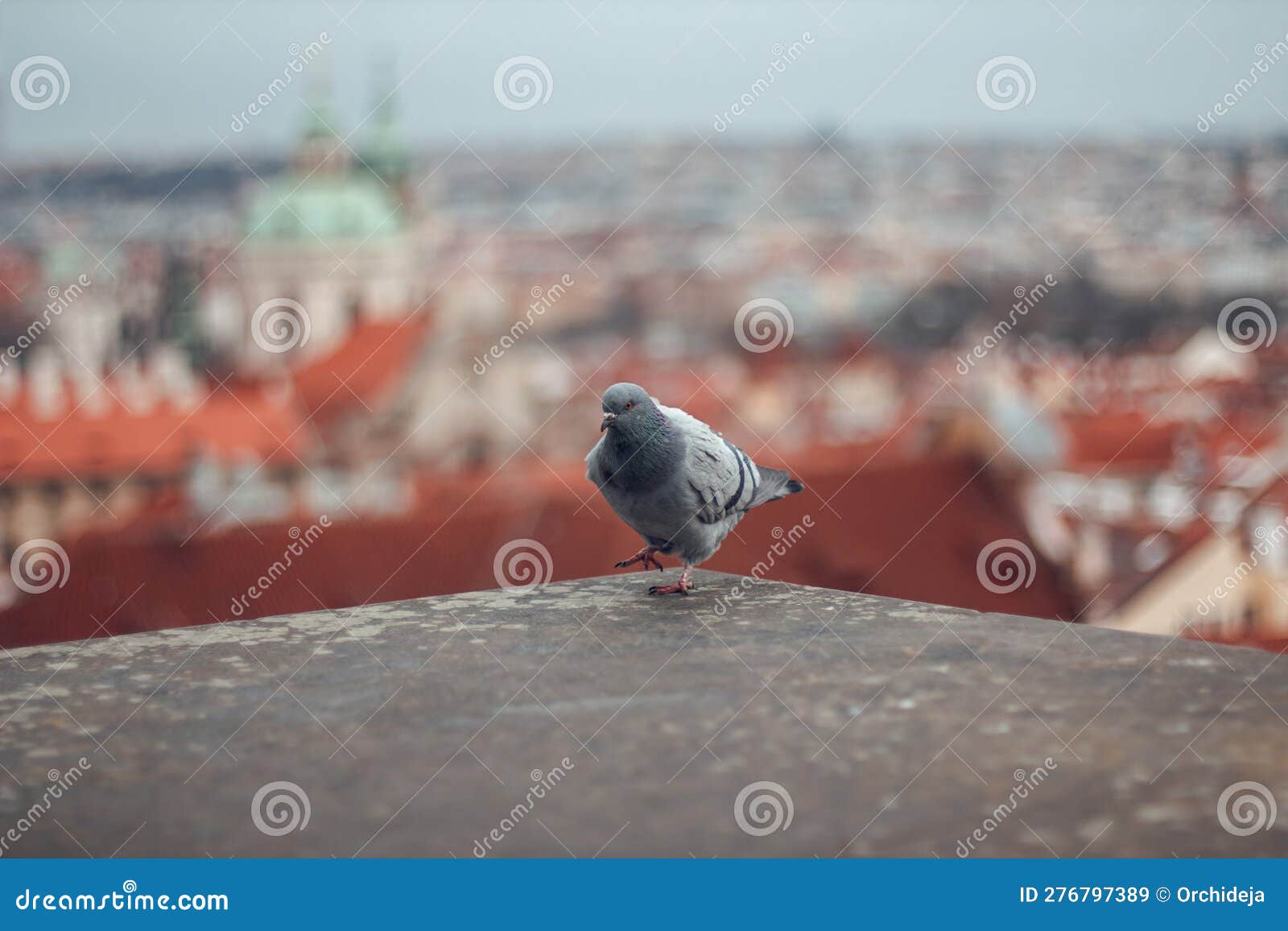 Pigeon with View of Prague Rooftops Stock Image - Image of winter ...