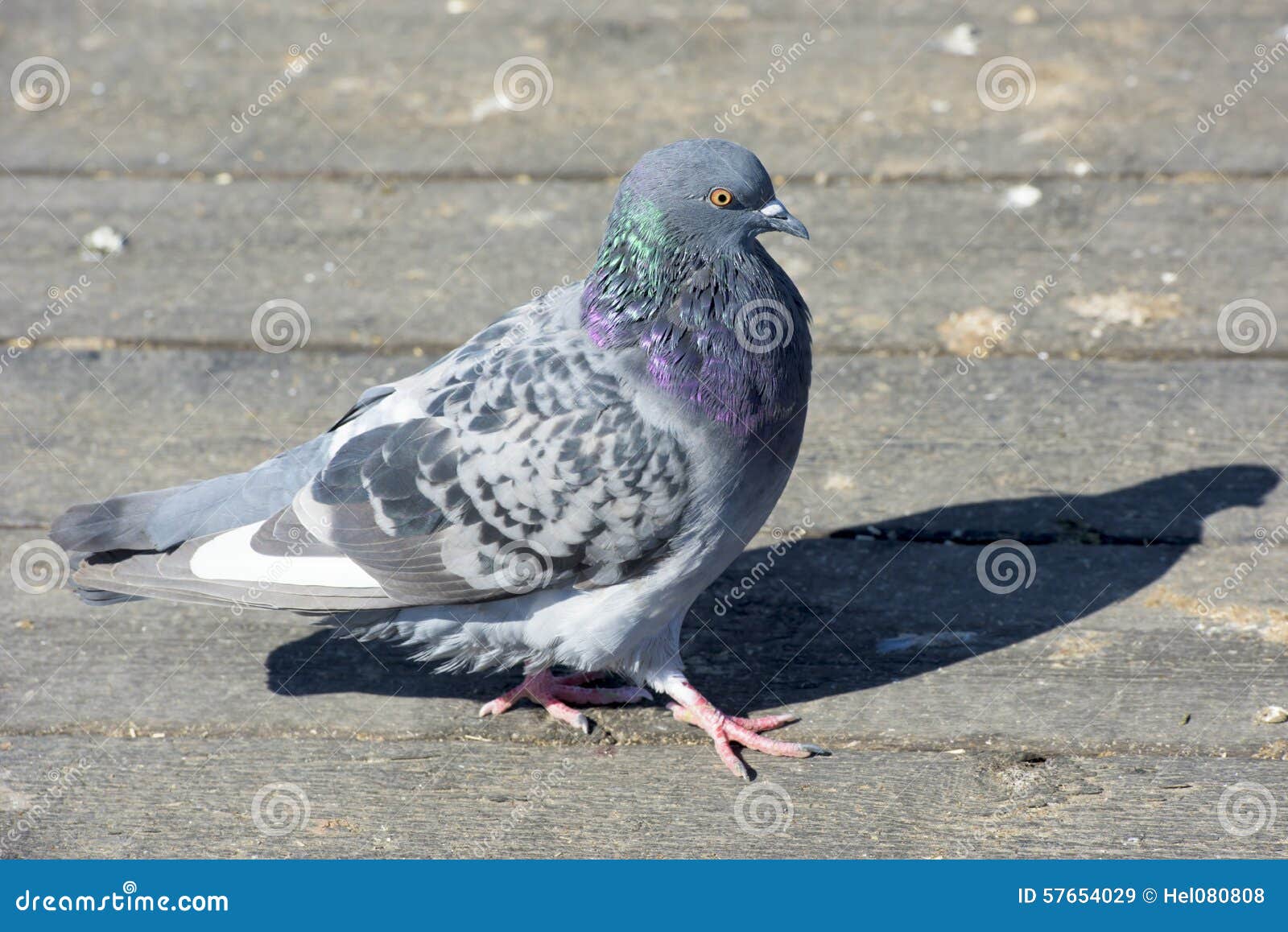 Pigeon stock image. Image of dove, pigeon, violet, feathered - 57654029