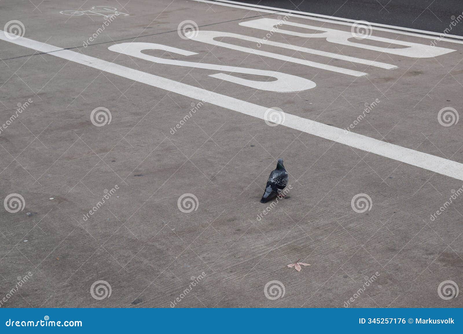 Pigeon waiting for the bus stock photo. Image of pigeon - 345257176