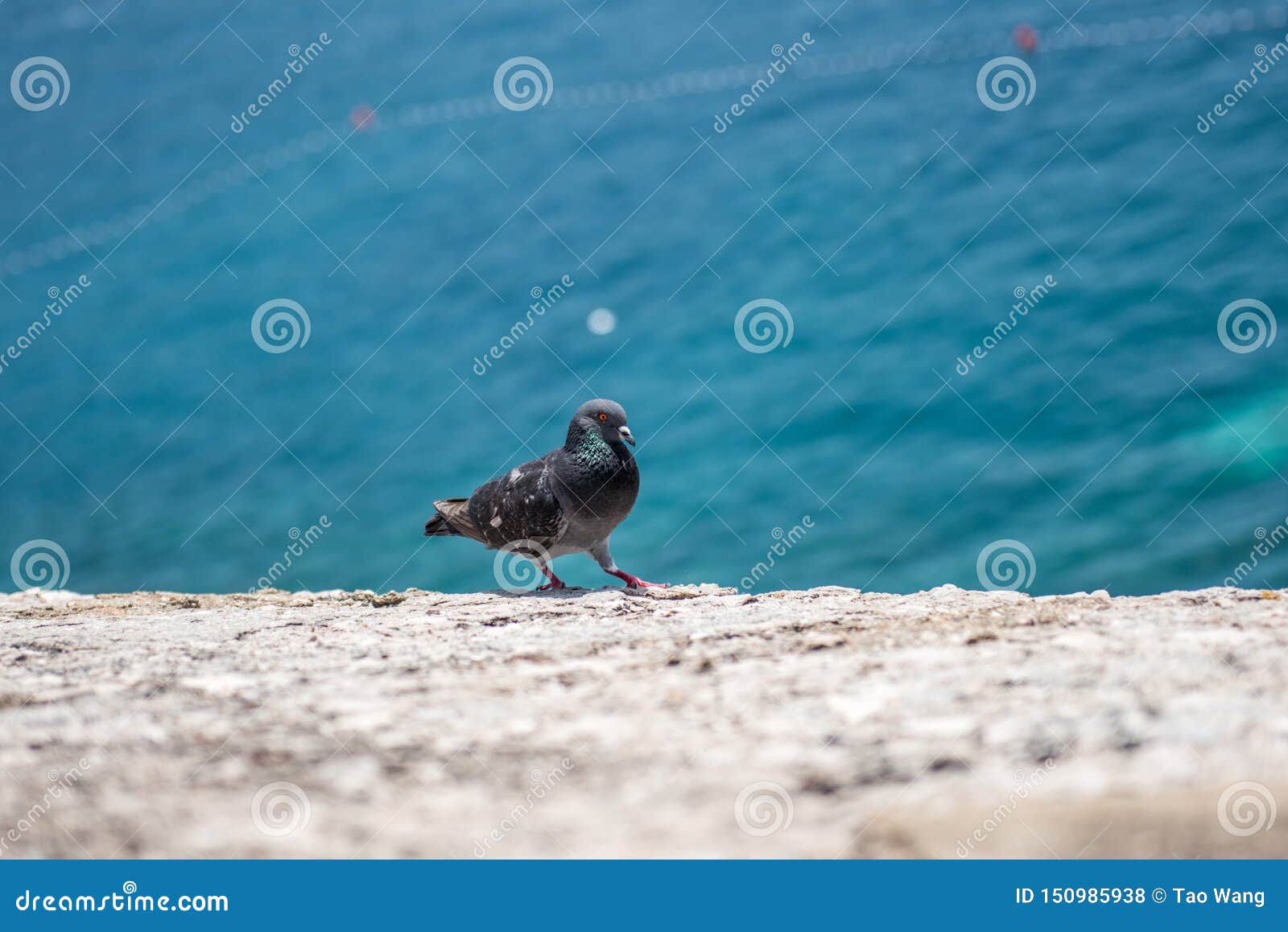 Pigeon Walking on Cliff Near the Sea Stock Photo - Image of ocean ...