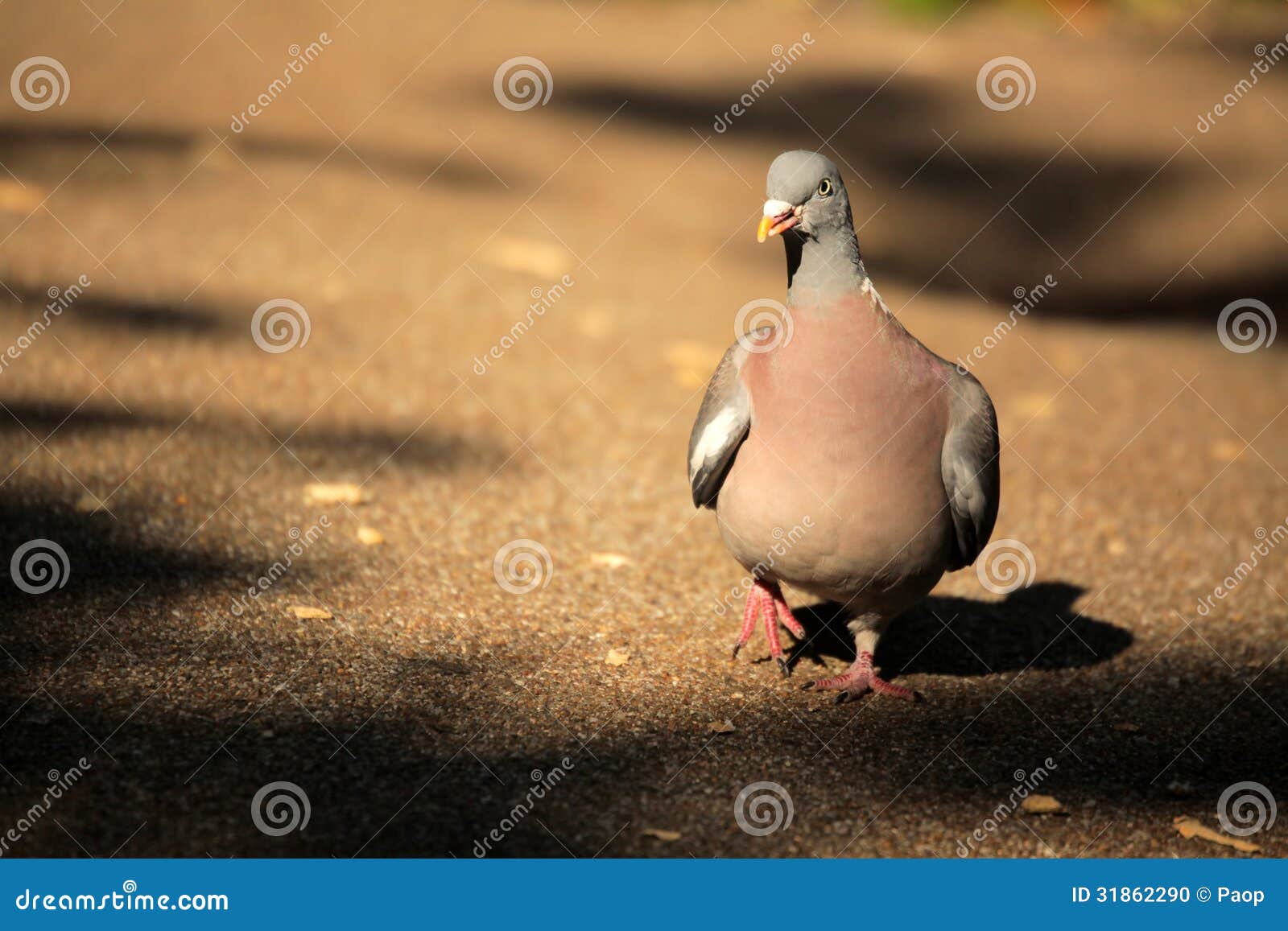 Pigeon walking stock photo. Image of beak, adorable, bottom - 31862290