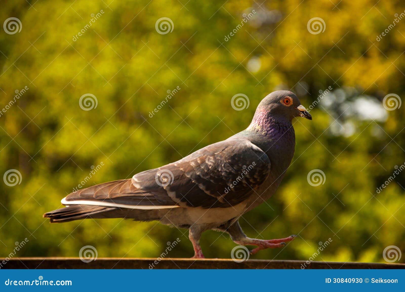 Pigeon Walking on a Green Background Stock Photo - Image of wild ...