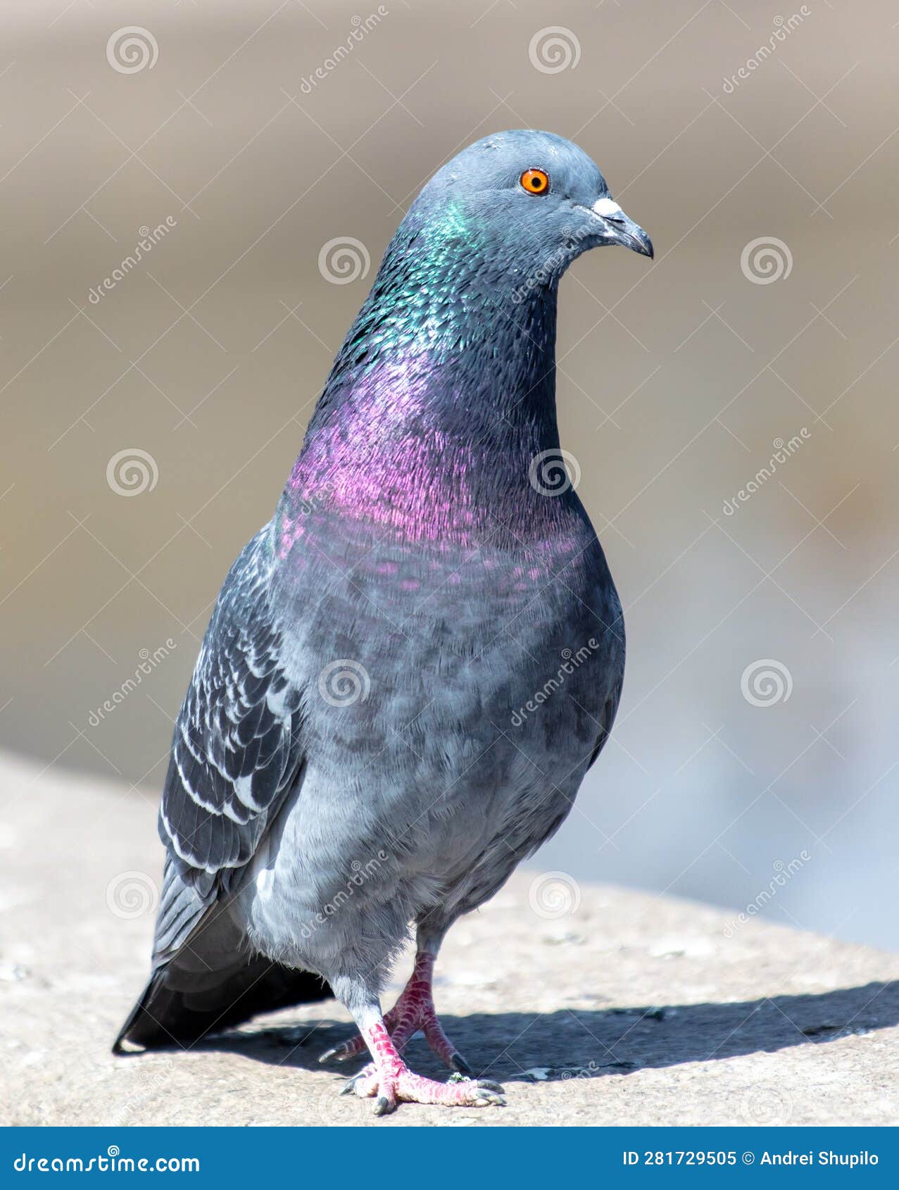 Pigeon Walking on the Ground in the City, Close Up Stock Image - Image ...