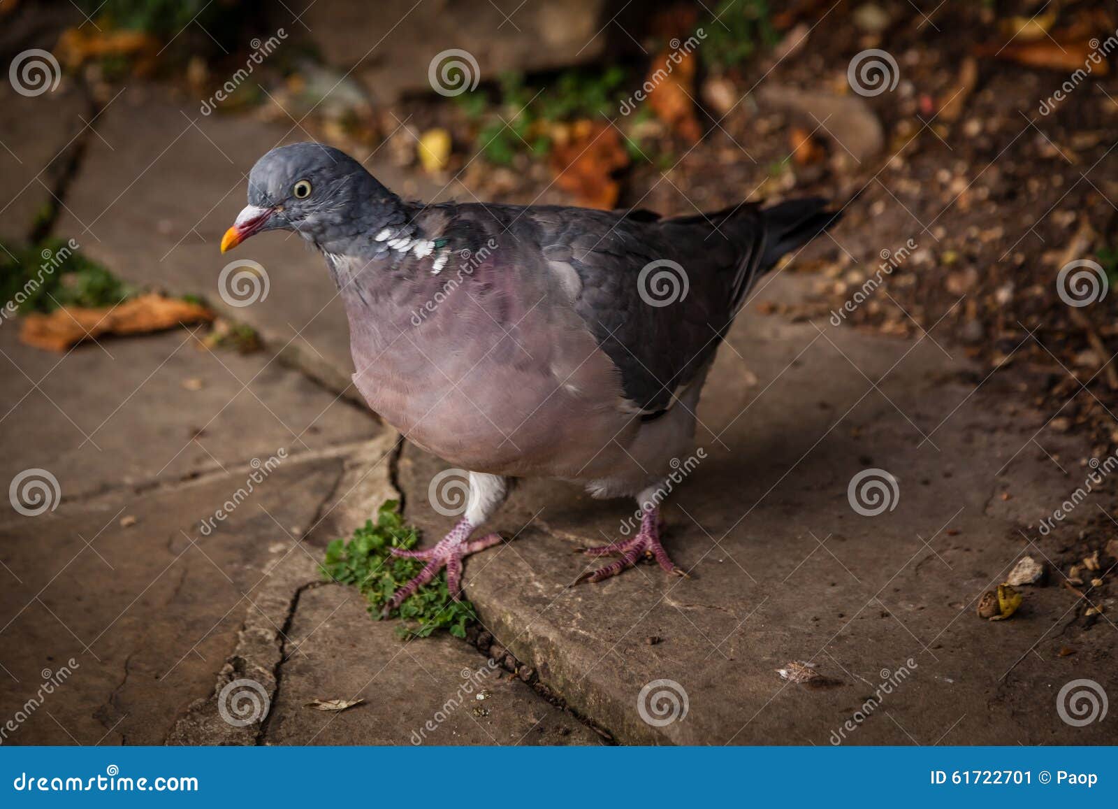Pigeon walking on a ground stock image. Image of gray - 61722701