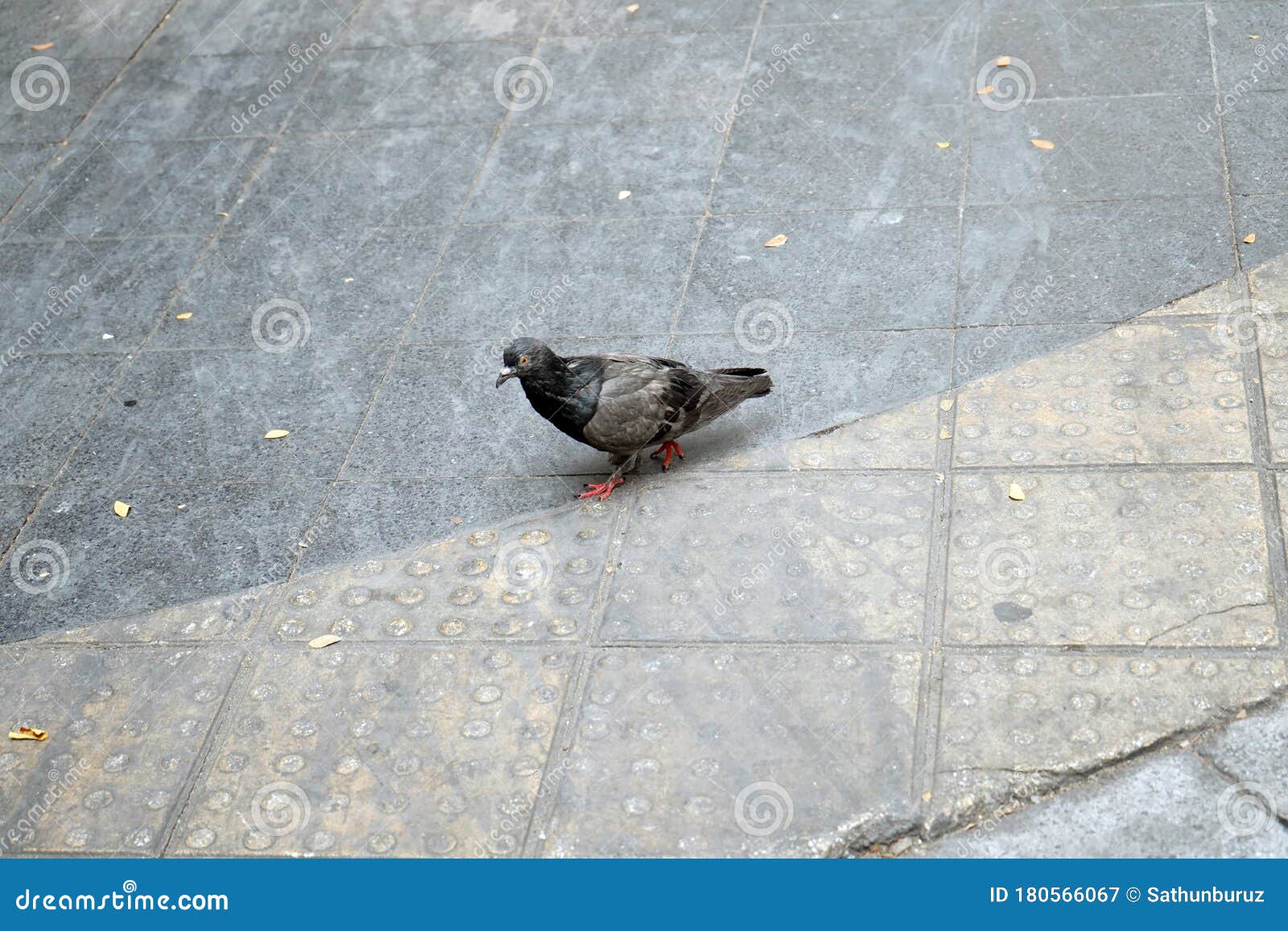 A Pigeon Walking on a Sidewalk Stock Image - Image of cute, domestic ...