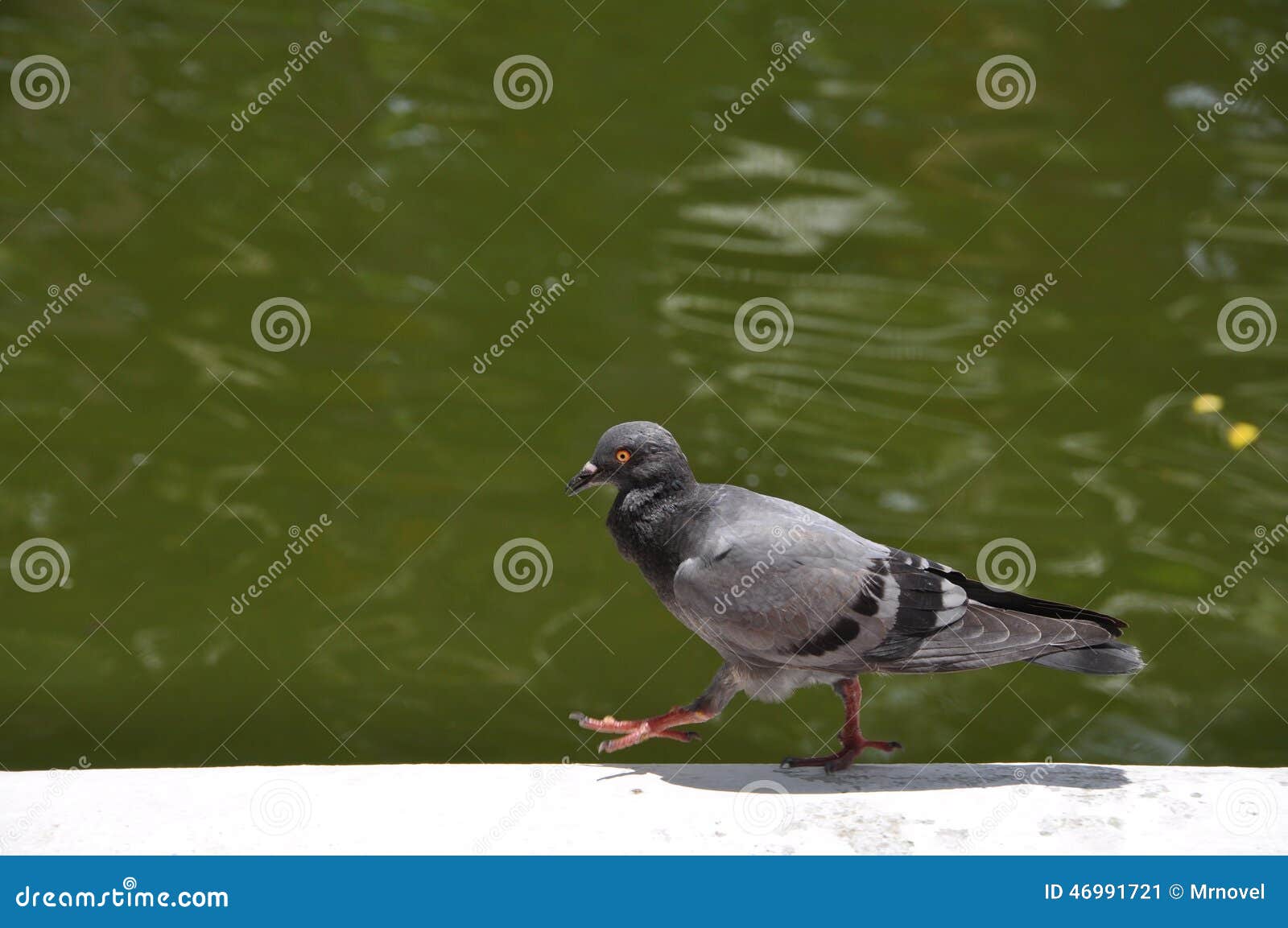 Pigeon walking stock image. Image of freedom, standing - 46991721