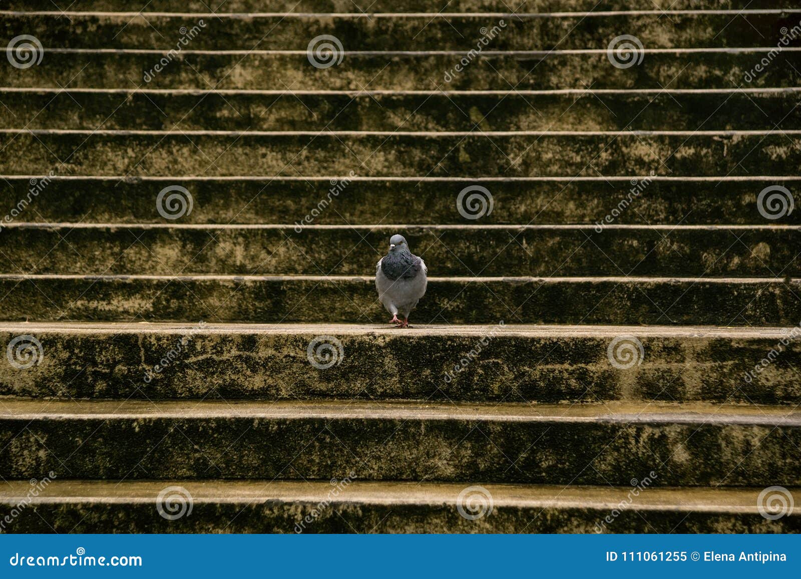 Pigeon Walks on a Wide Dark Ladder Stock Image - Image of staircase ...