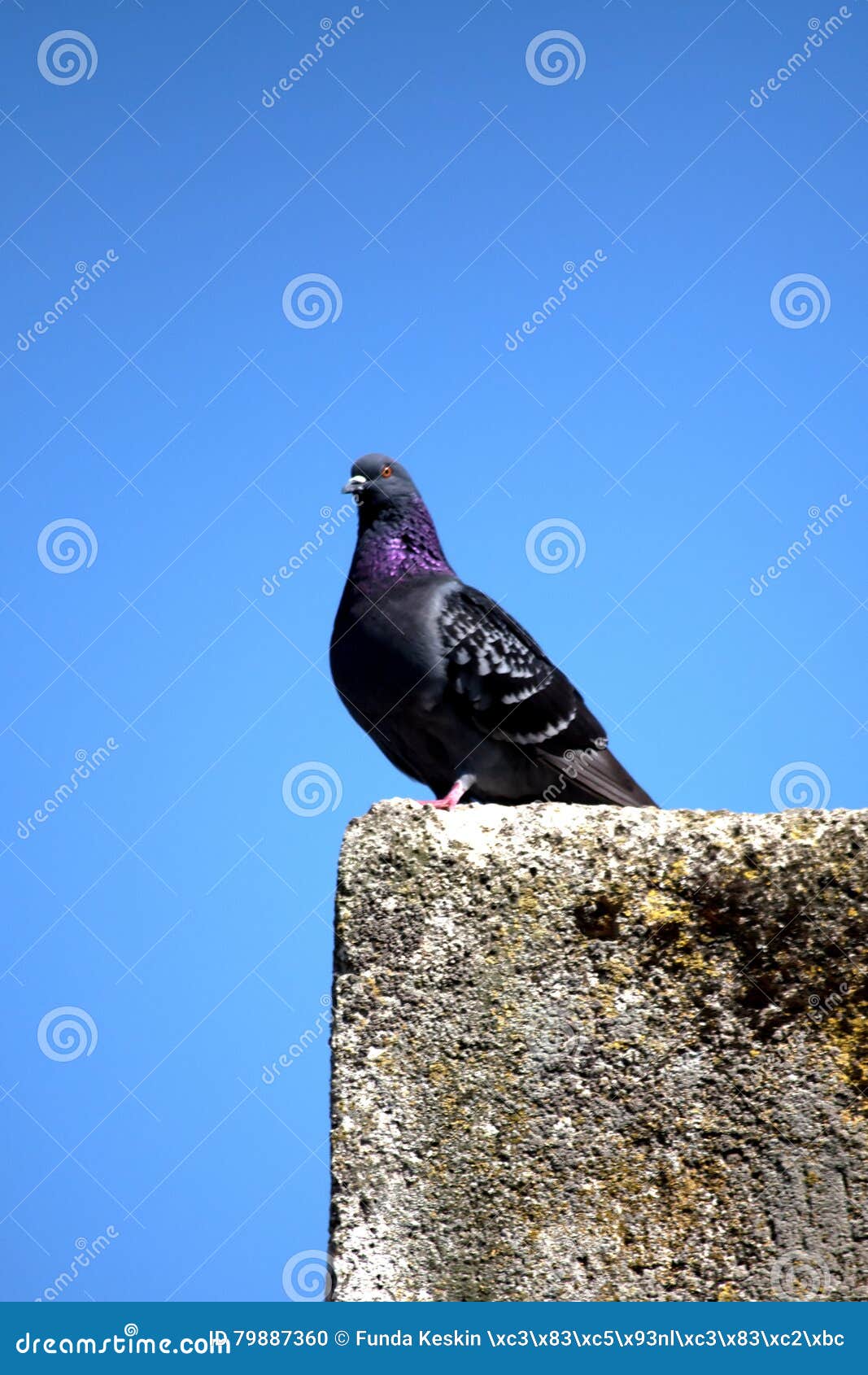Pigeon on the wall stock photo. Image of wildlife, nuro - 79887360