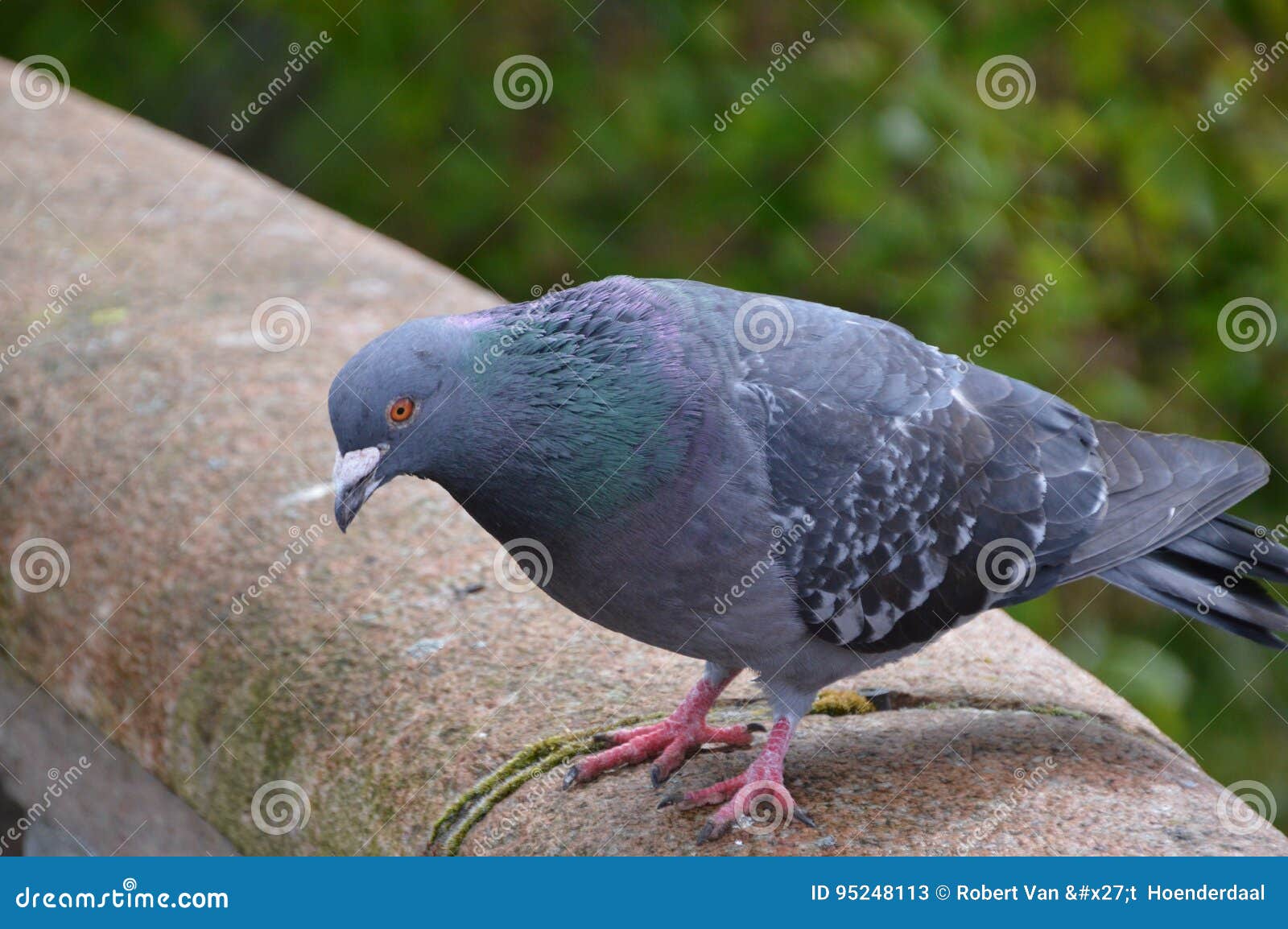 Pigeon Watching Downwards Bridge Stock Photos - Free & Royalty-Free ...