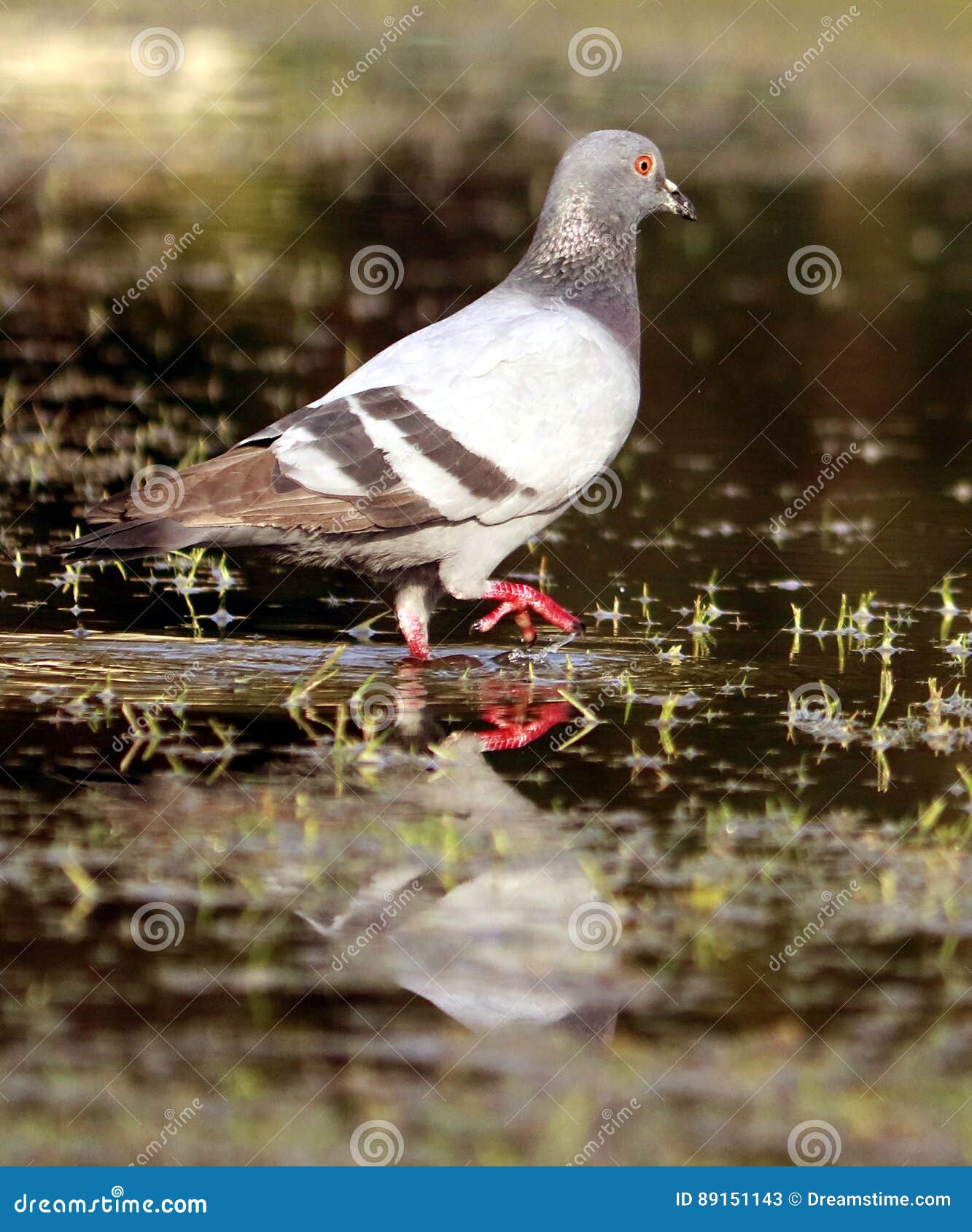 Pigeon on water stock image. Image of shallow, shadow - 89151143