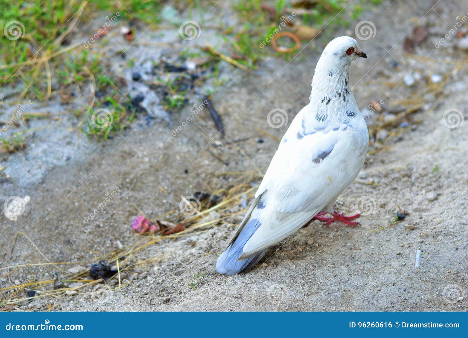 A pigeon stock photo. Image of pigeon, nature, close - 96260616