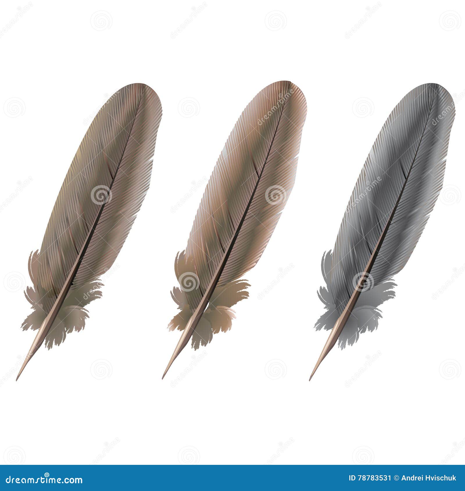 Pigeon White Breeding Bird Domestic Breeds Sports Bird On White ...