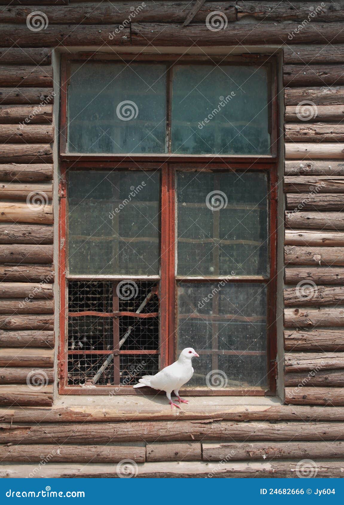 Pigeon on window stock photo. Image of outdoor, closed - 24682666