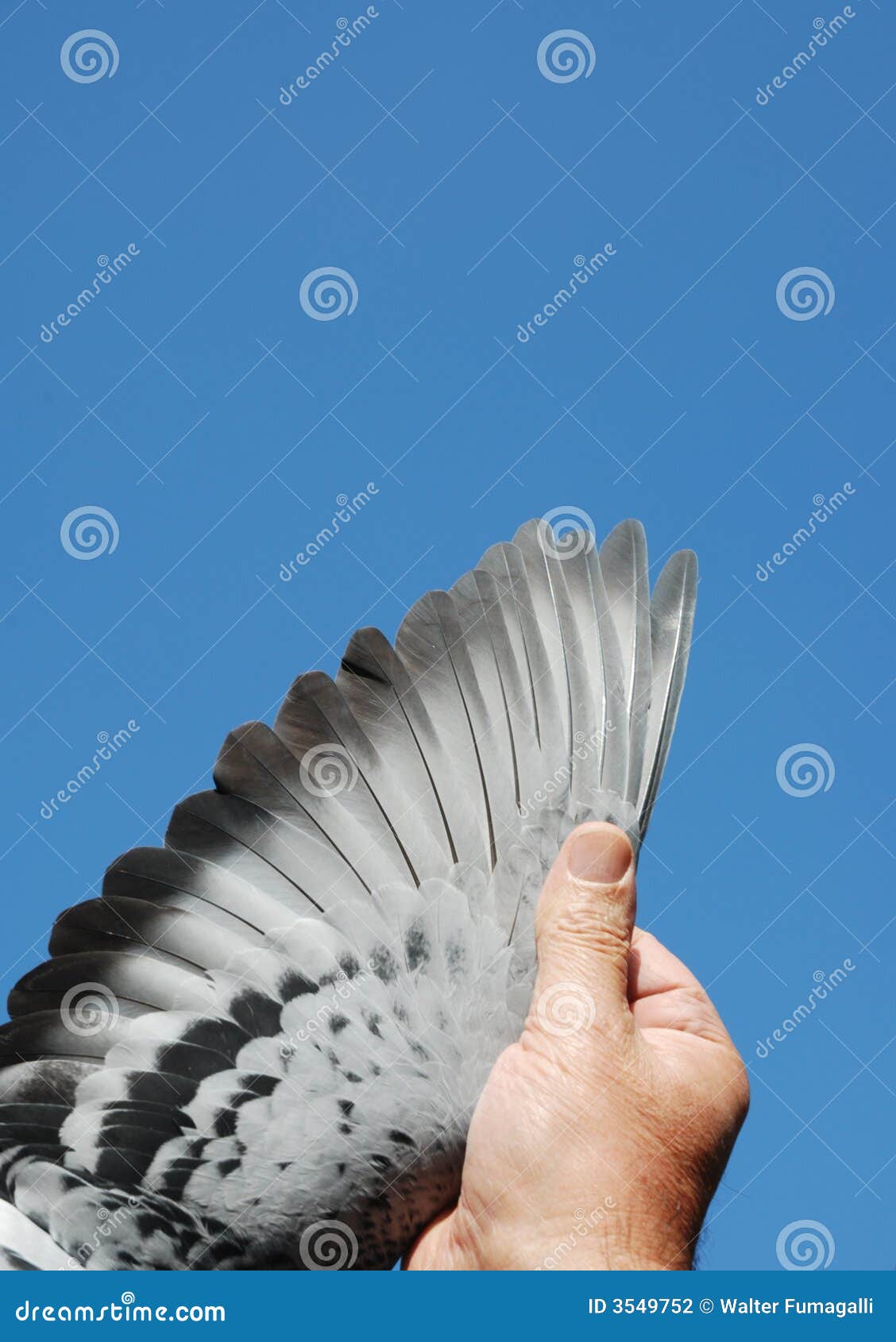 Pigeon wing stock photo. Image of floating, hand, tickle - 3549752