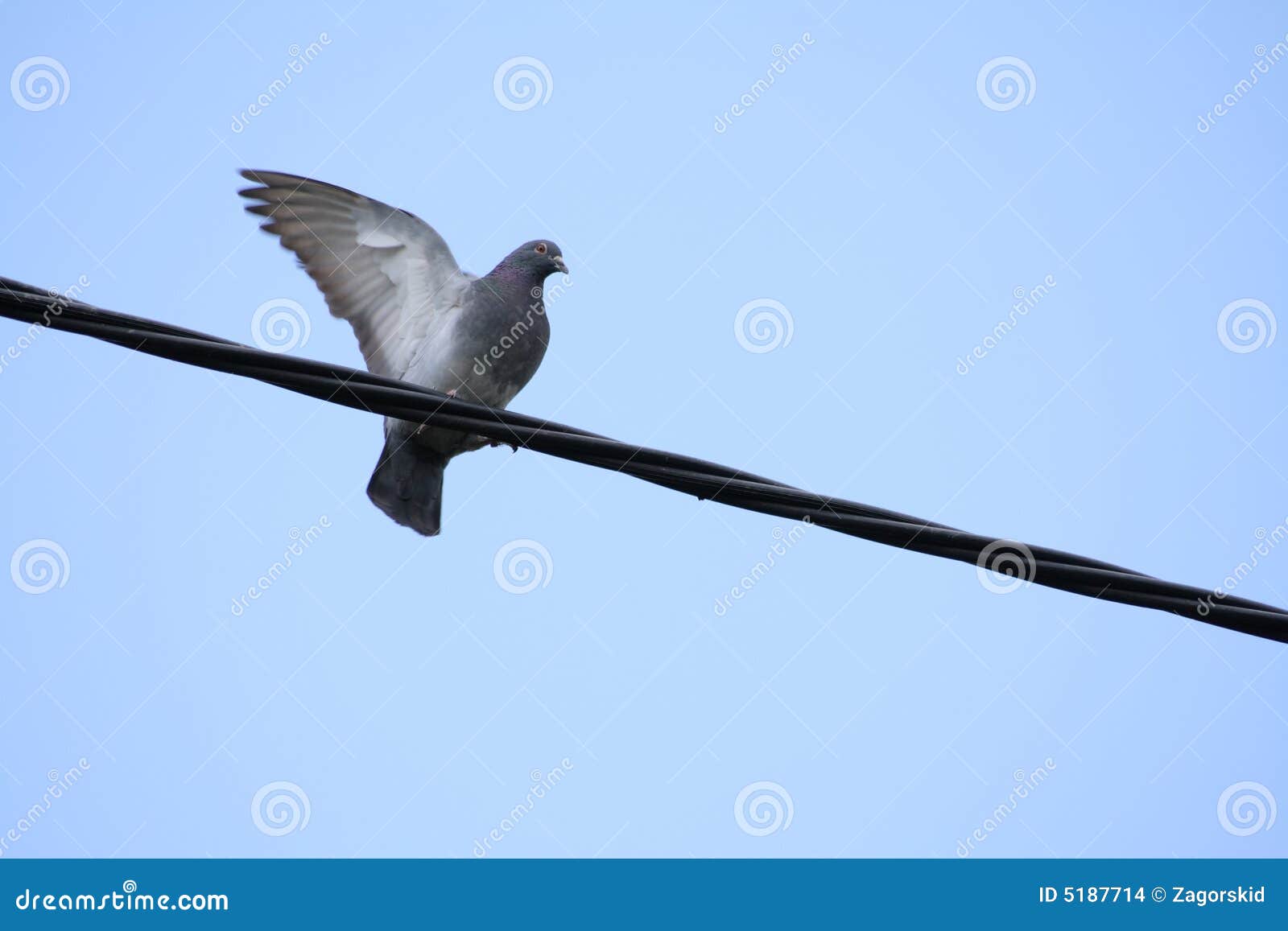 Pigeon On The Wire Picture. Image: 5187714