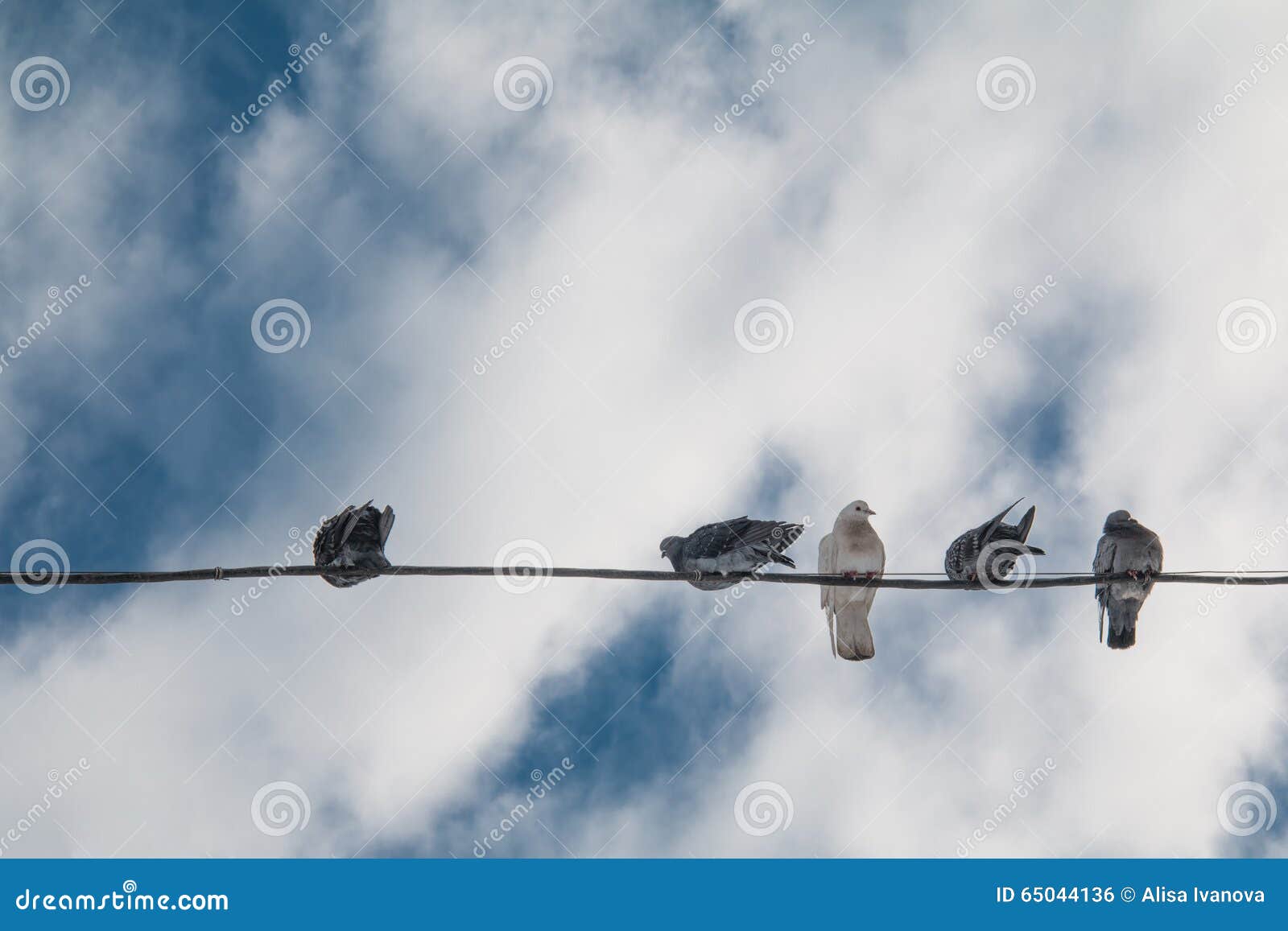 Pigeon on Wire Against Blue Sky Stock Photo - Image of bird, detail ...