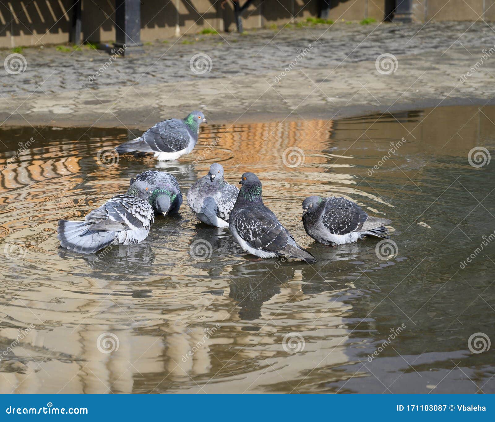 Pigeons Bathing in a Puddle Stock Image - Image of puddle, landscape ...