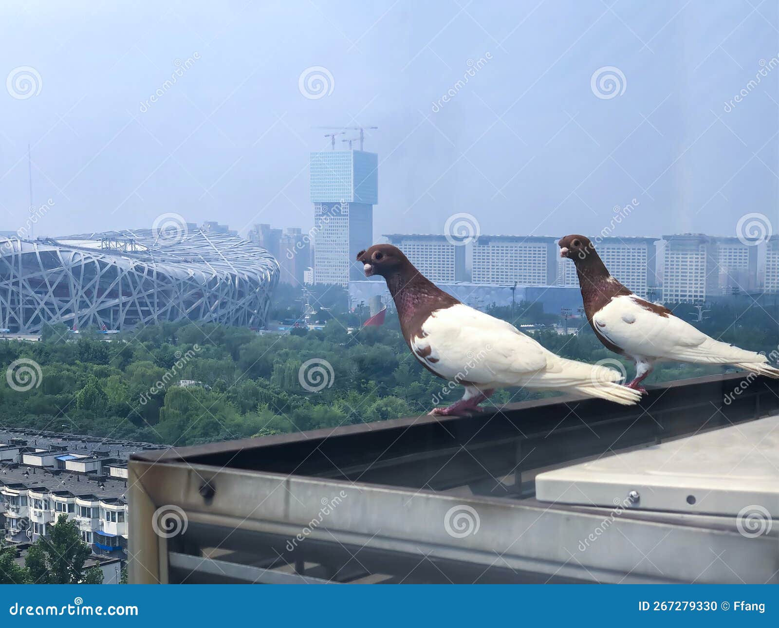 Pigeons in Beijing City Background Stock Photo - Image of national ...
