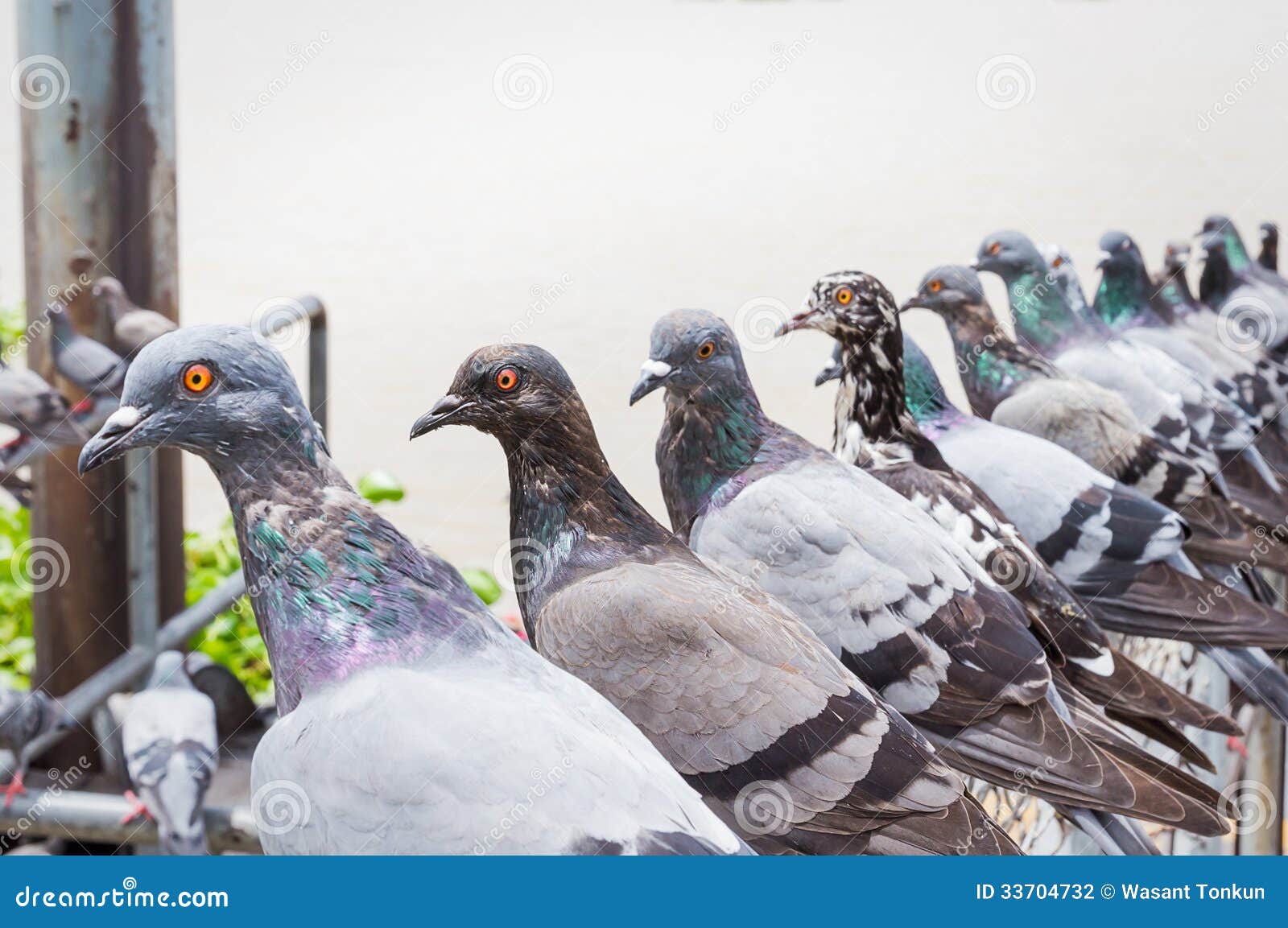 Pigeons bird stock photo. Image of beautiful, outdoors - 33704732