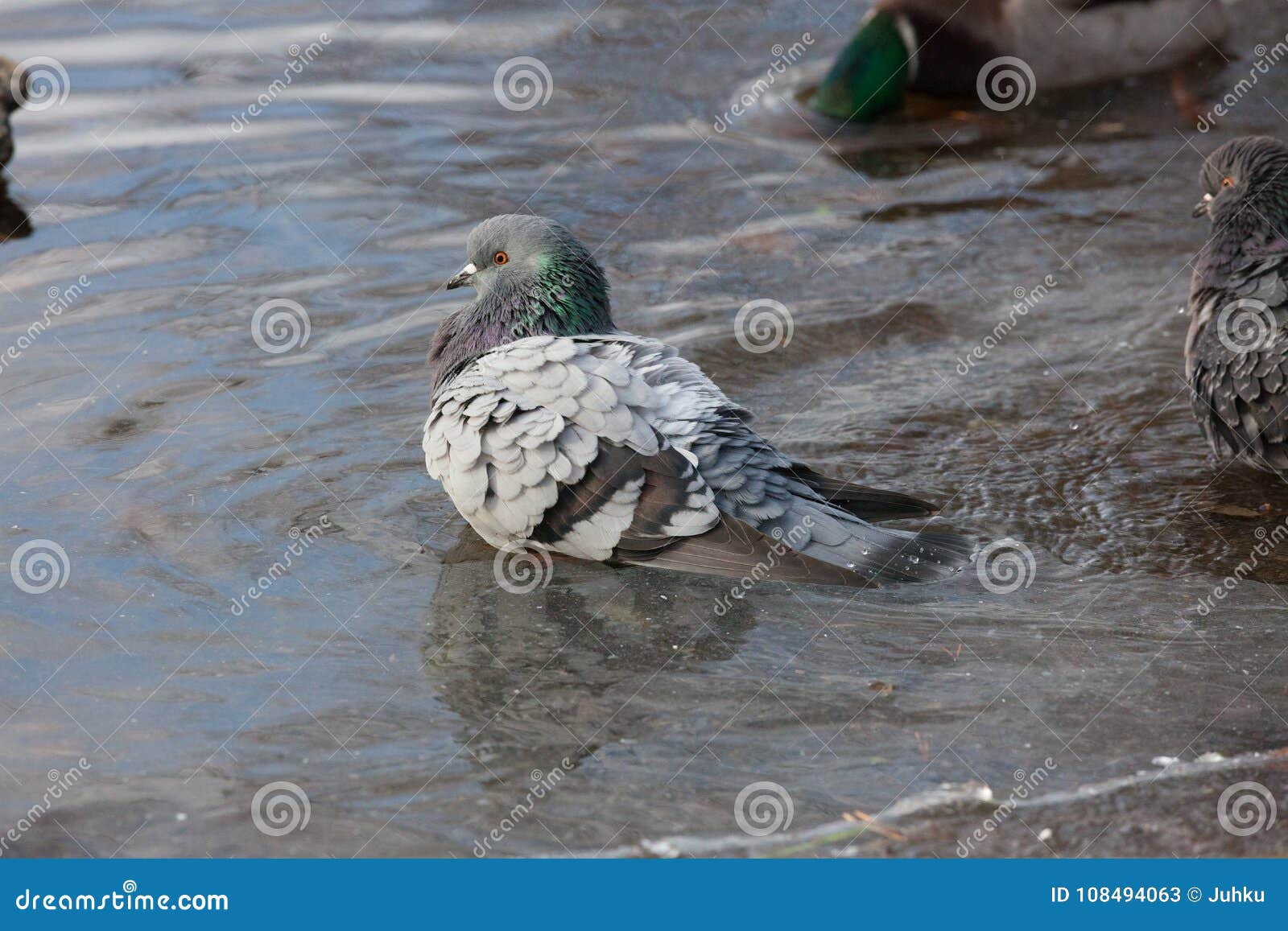 Pigeons birds bathing stock image. Image of splashing - 108494063