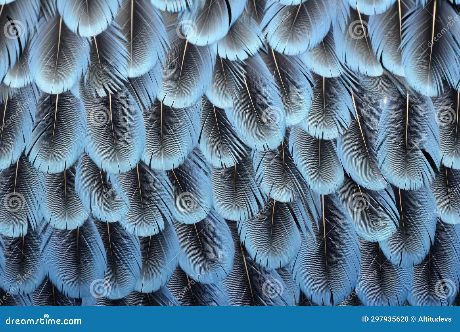 Pigeons Blue-grey Smooth Feather Texture Stock Photo - Image of ...