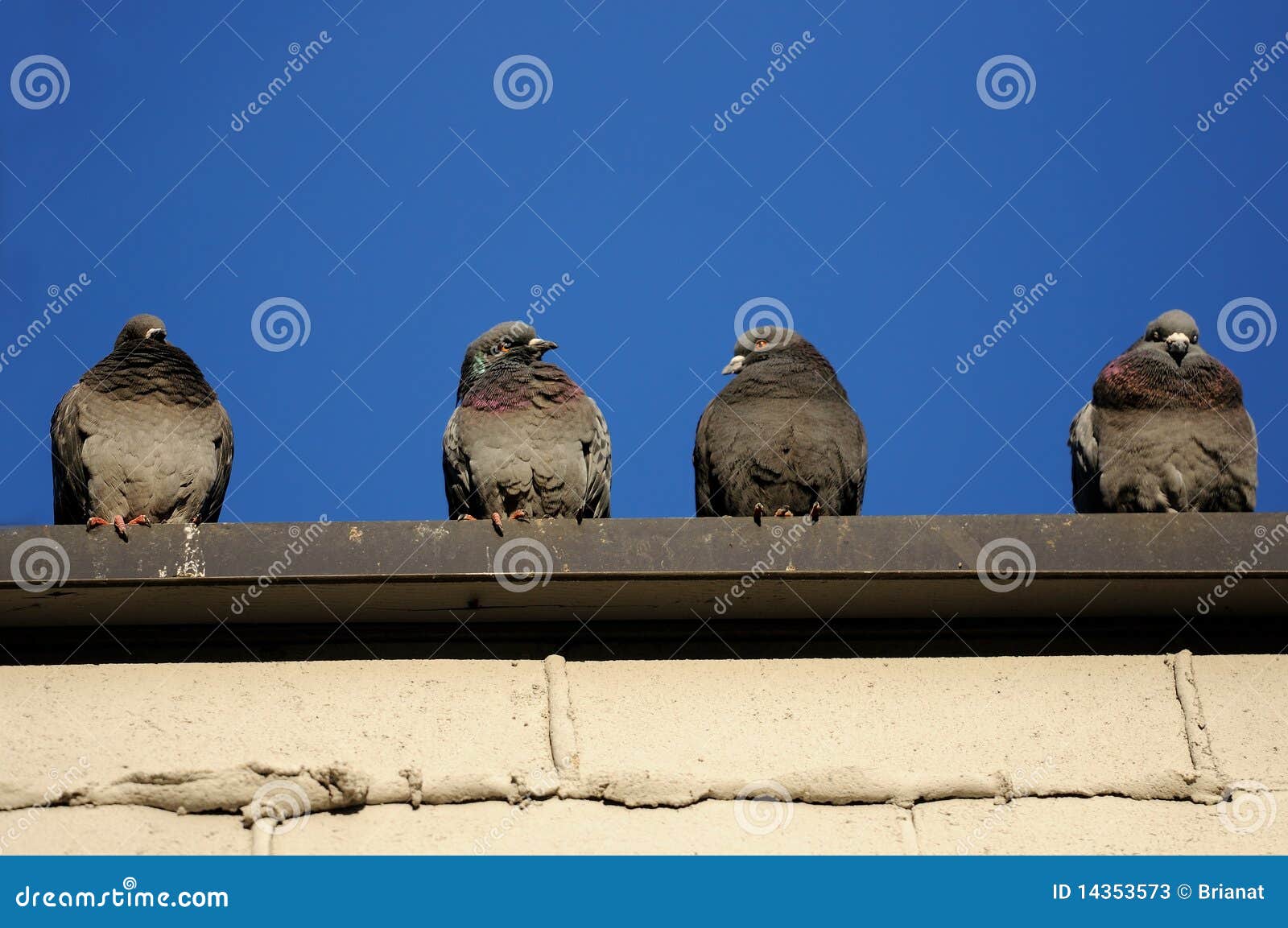 Pigeons on a building stock image. Image of brick, roof - 14353573