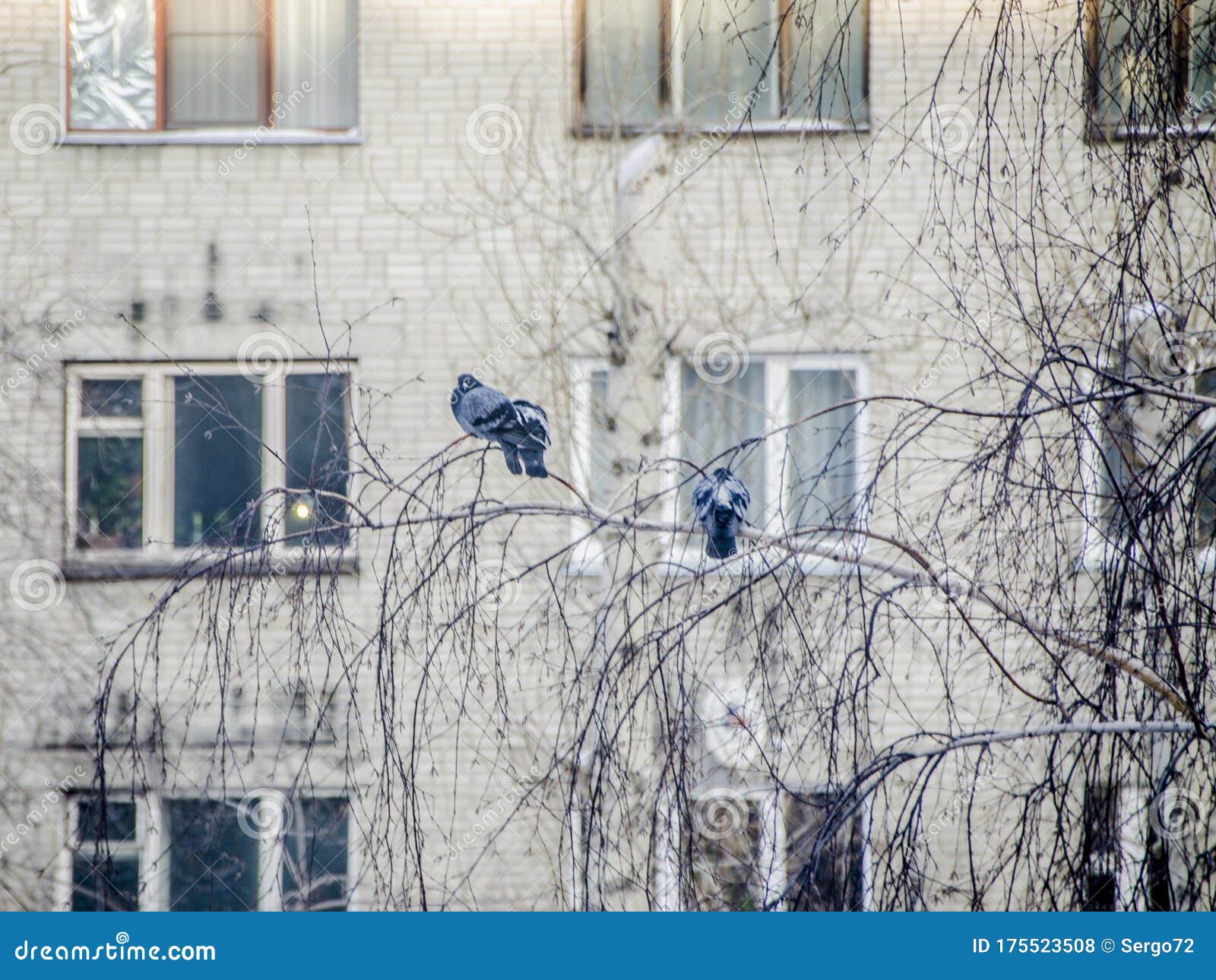 Pigeons and building stock photo. Image of pieces, framing - 175523508
