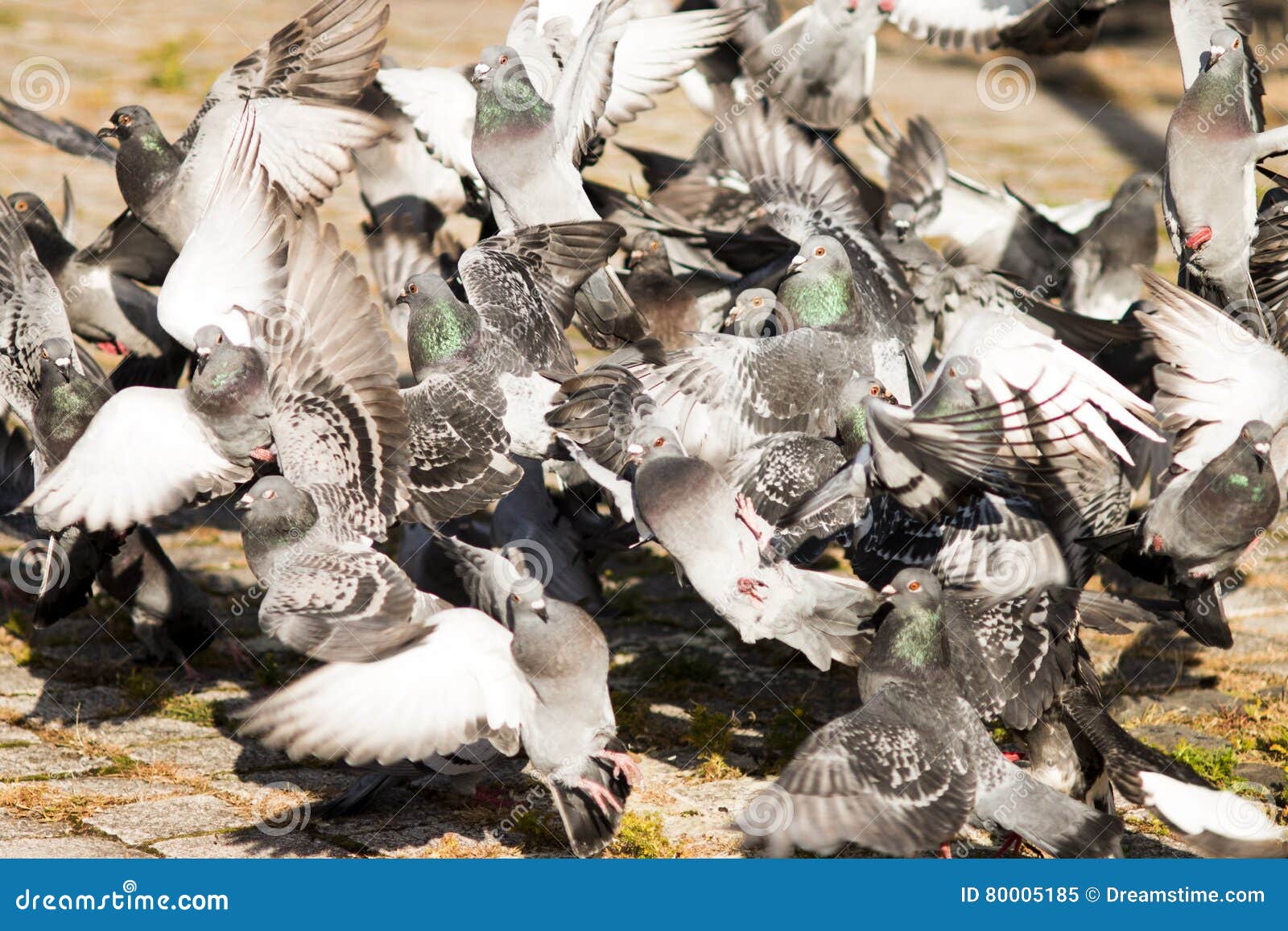 Pigeons stock image. Image of animals, birds, taking - 80005185
