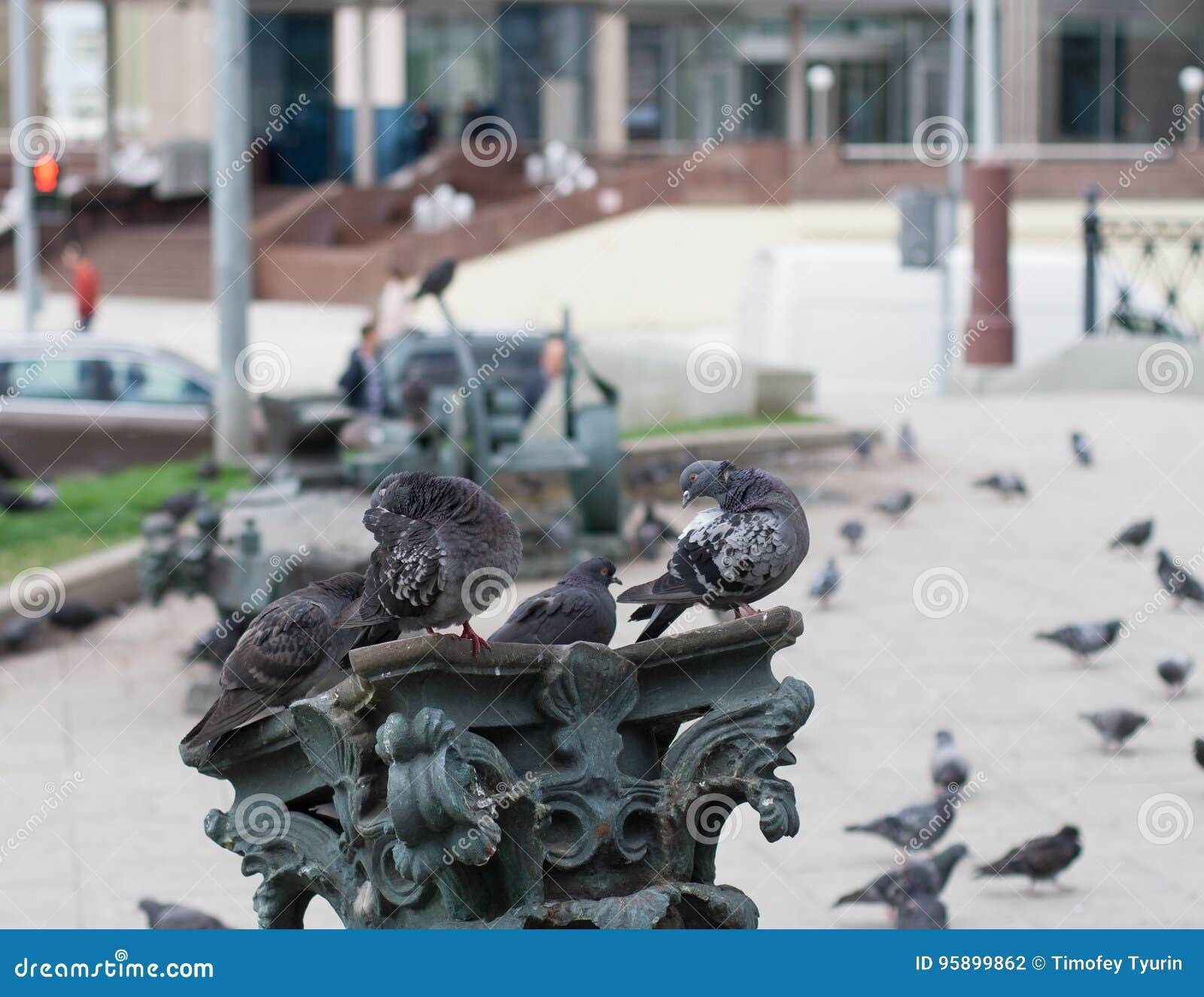 Pigeons on the Column. Animal, Nature. Stock Photo - Image of pigeons ...