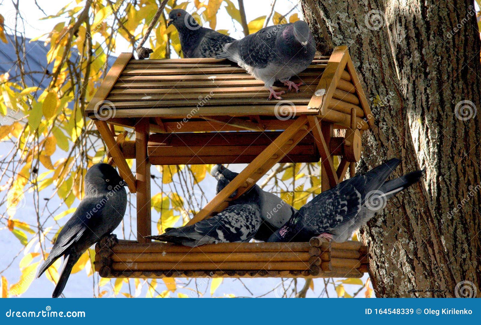 Feeding trough stock image. Image of wildlife, nature - 164548339