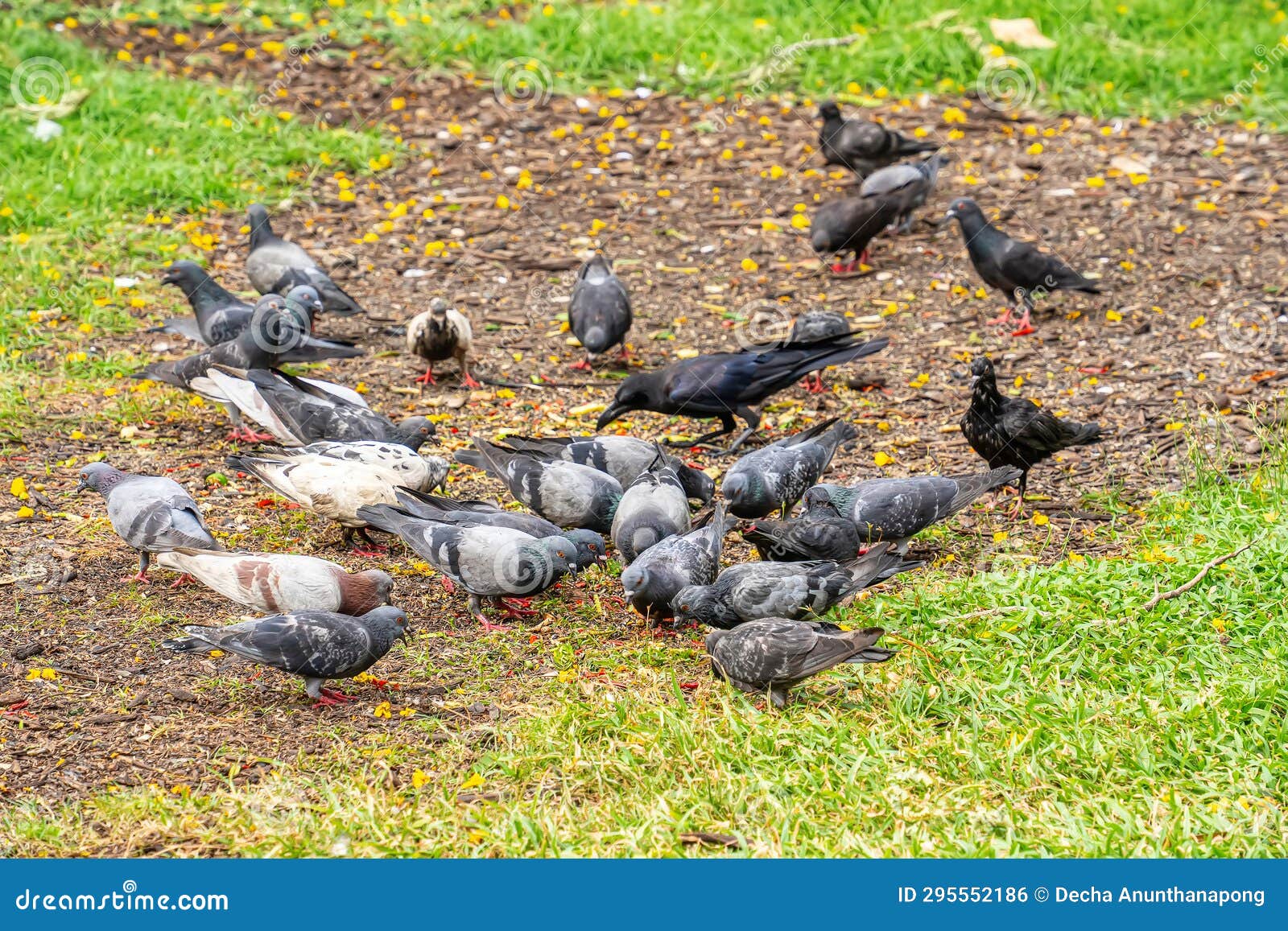 Pigeons and Crows are Looking for Food Stock Photo - Image of city ...