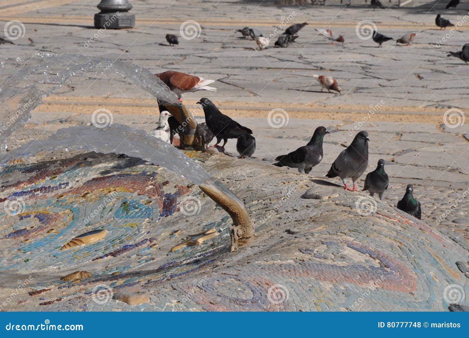 Pigeons in Cyprus stock photo. Image of cyprus, animals - 80777748