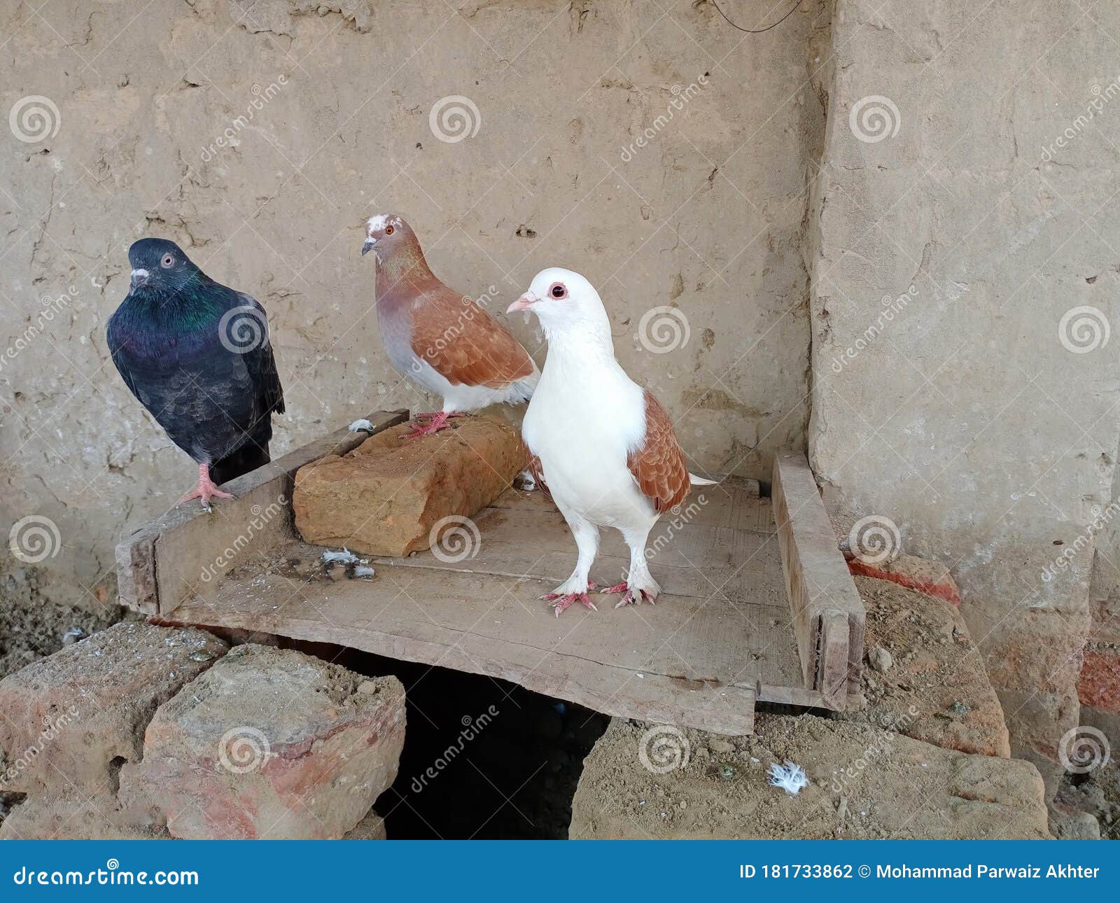 Pigeons of Different Colors Stock Photo - Image of cute, live: 181733862