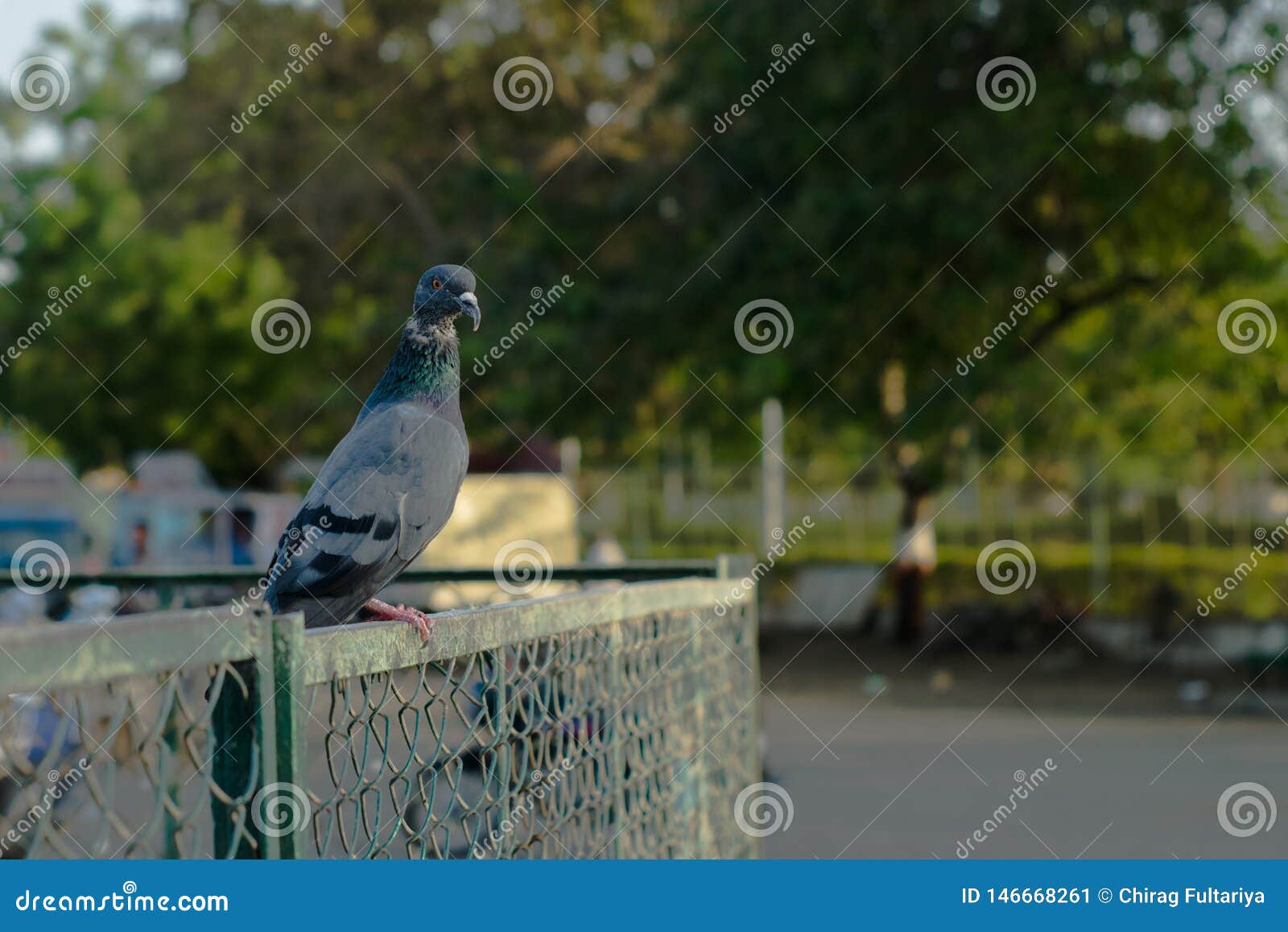 Pigeons and doves stock image. Image of natural, light - 146668261