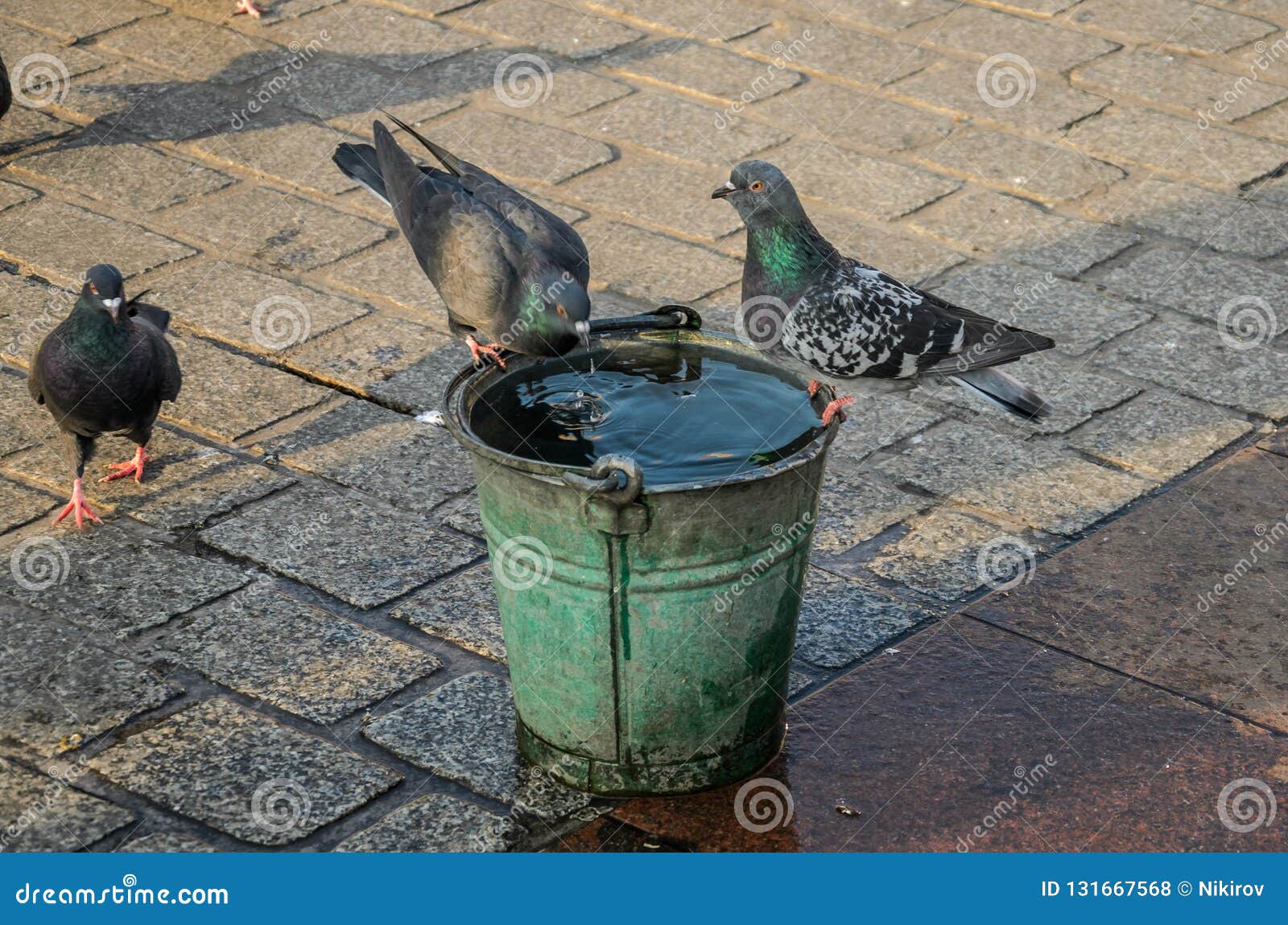 Pigeons Drink Water from a Bucket in the Town Square Stock Photo ...