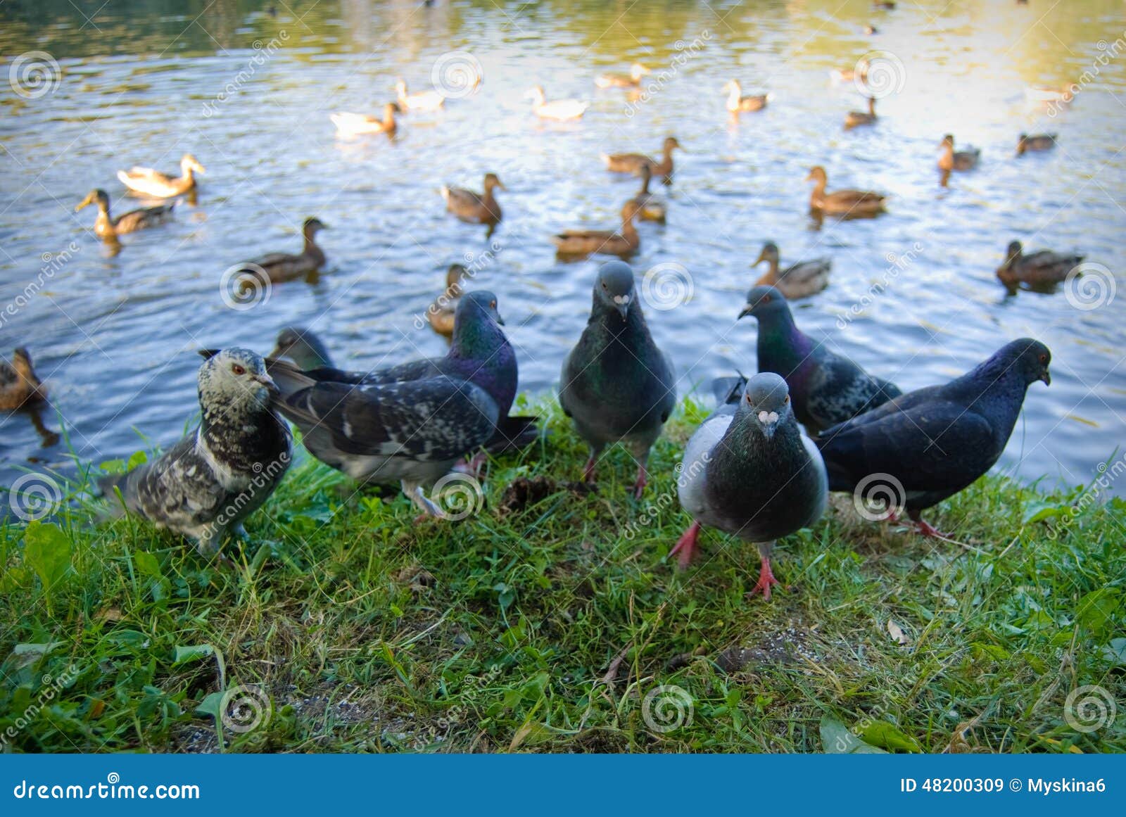 Pigeons and ducks stock image. Image of birds, ducks - 48200309