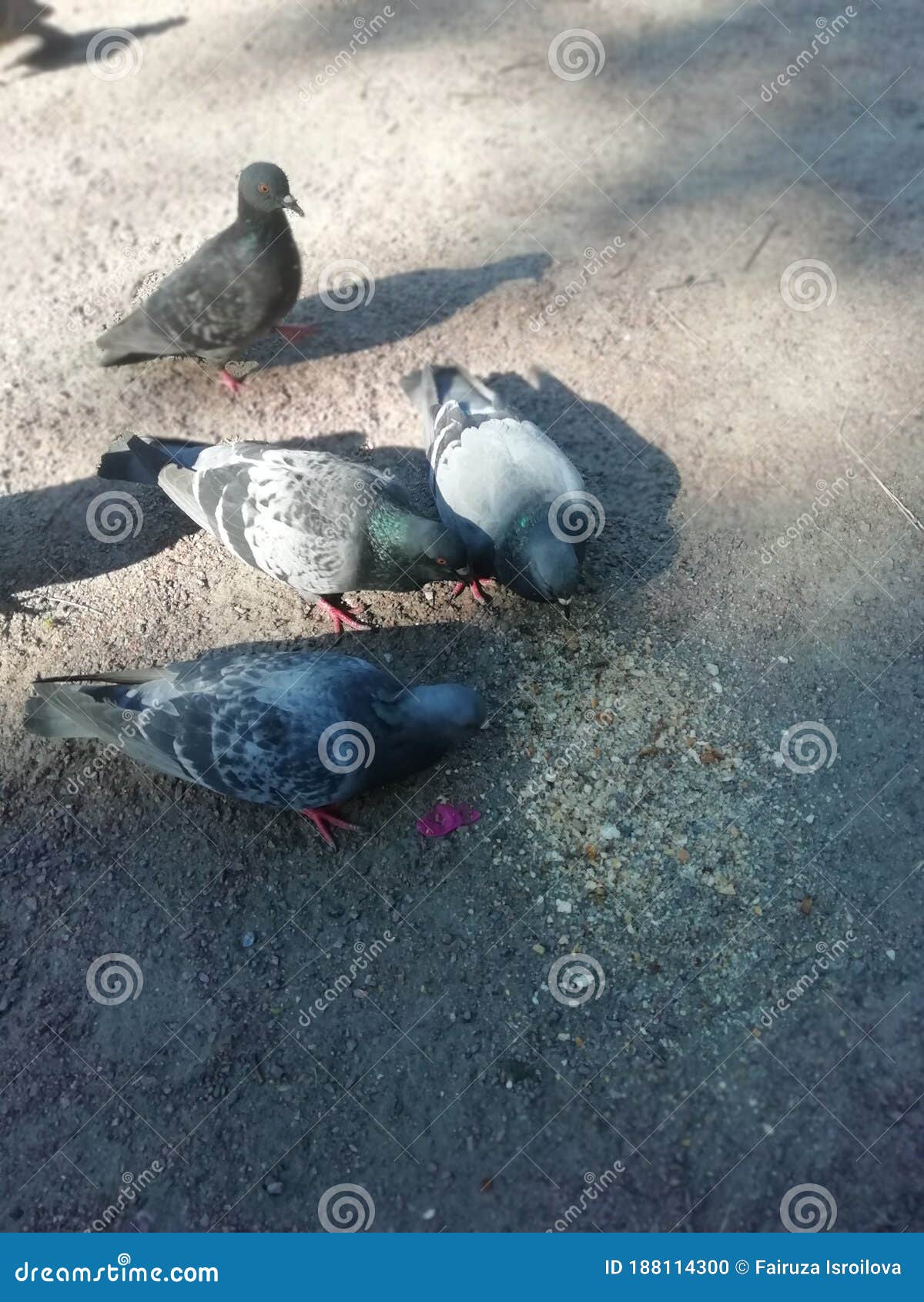 3 pigeons eat cookies stock photo. Image of pigeons - 188114300