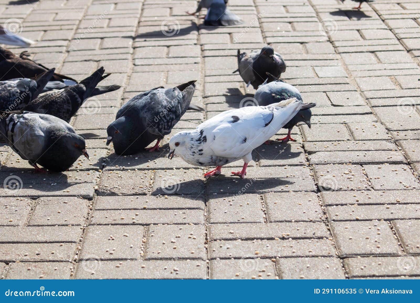 Pigeons Eating Grain on the Sidewalk Closeup Stock Image - Image of ...