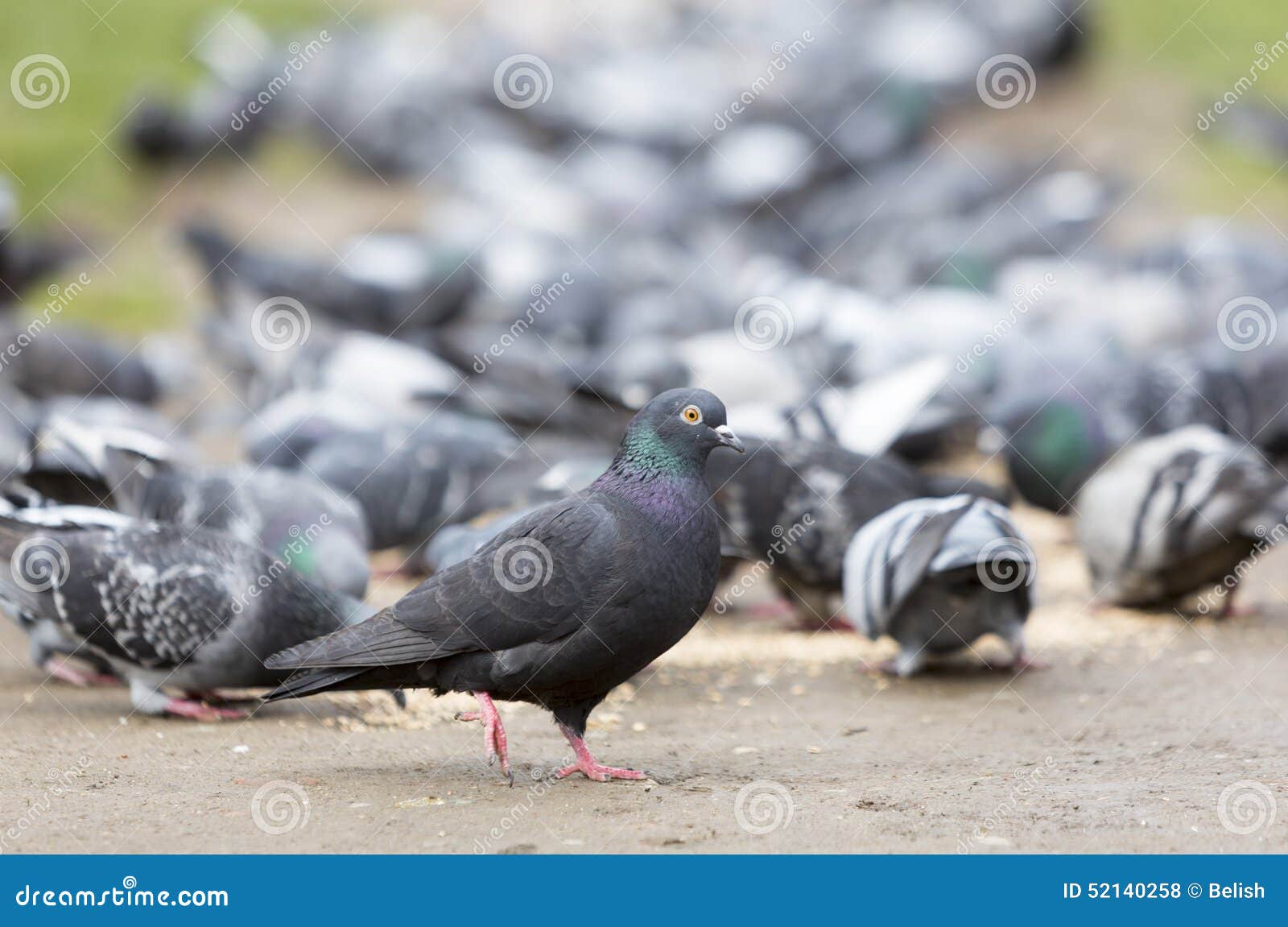 Pigeons eating in the park stock photo. Image of sidewalk - 52140258