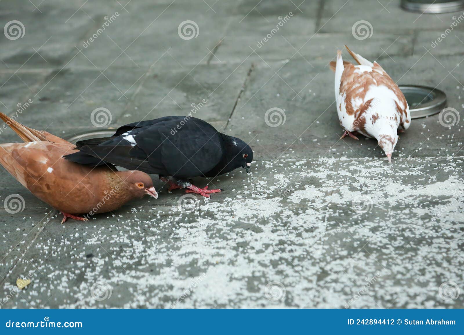 Pigeons are eating rice stock photo. Image of freedom - 242894412