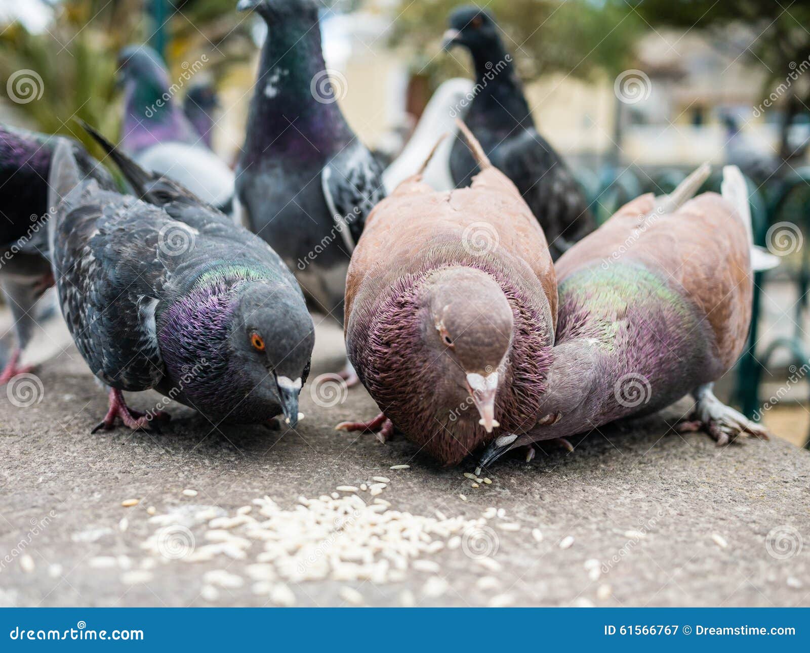 Pigeons eating rice stock image. Image of ornithology - 61566767