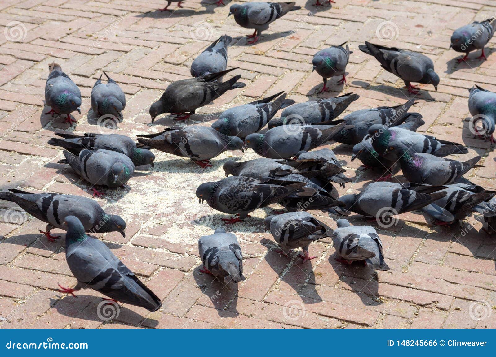 Pigeons Eating Rice stock photo. Image of park, wildlife - 148245666