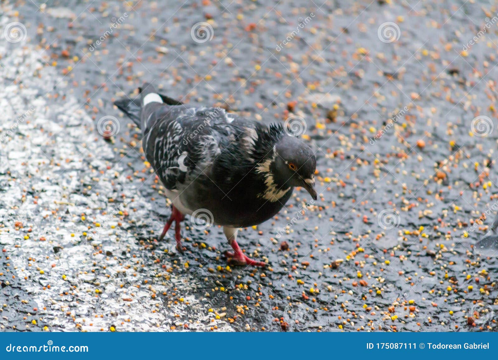 Pigeons Eating Seeds from the Ground in Rainy Day Stock Image - Image ...
