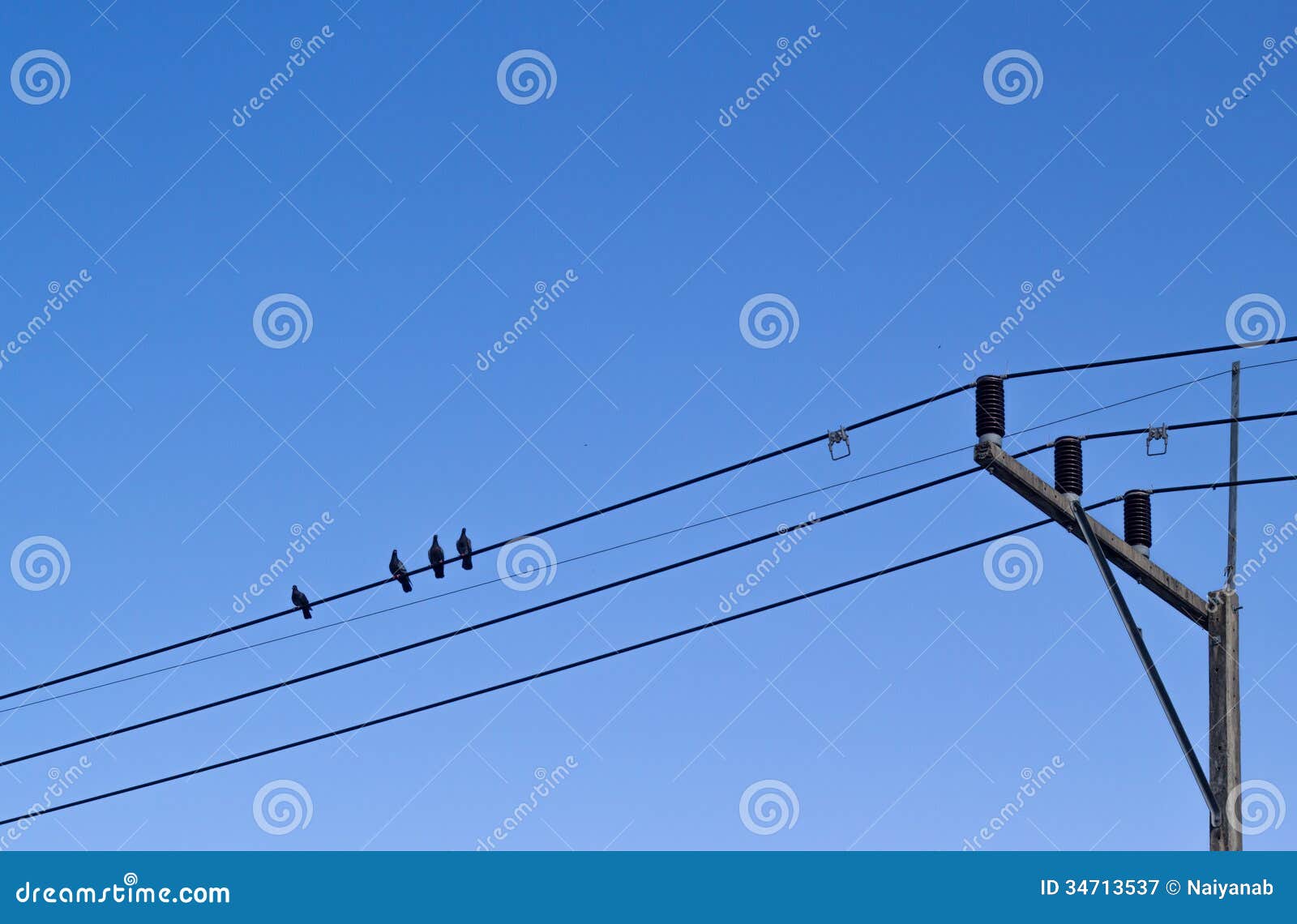 Pigeons stock image. Image of blue, electric, birds, group - 34713537