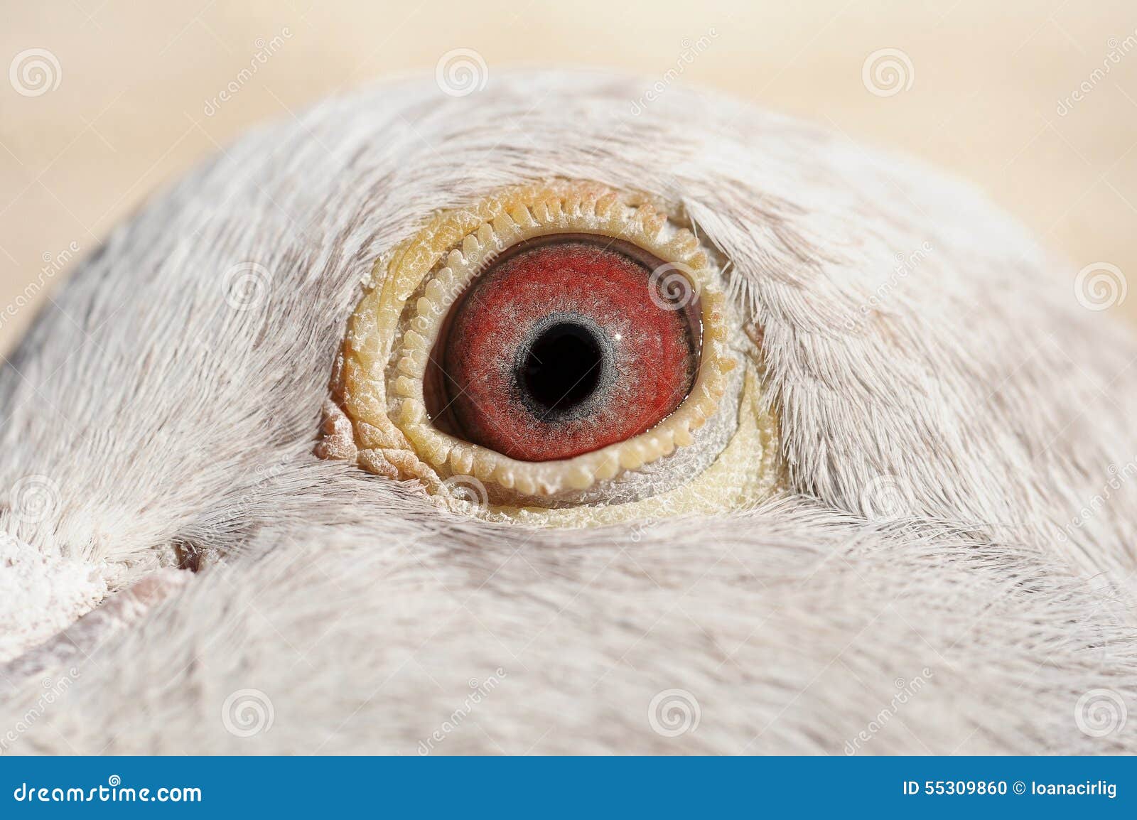 Pigeons Eye stock photo. Image of bird, white, close - 55309860