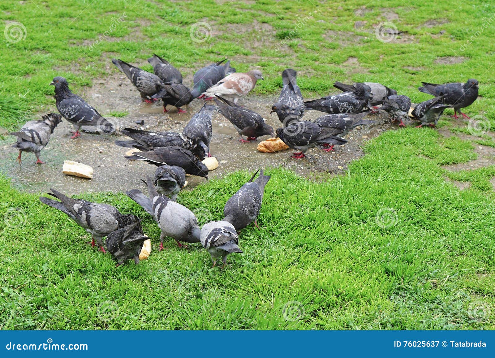 Pigeons feeding stock image. Image of doves, birds, feeding - 76025637